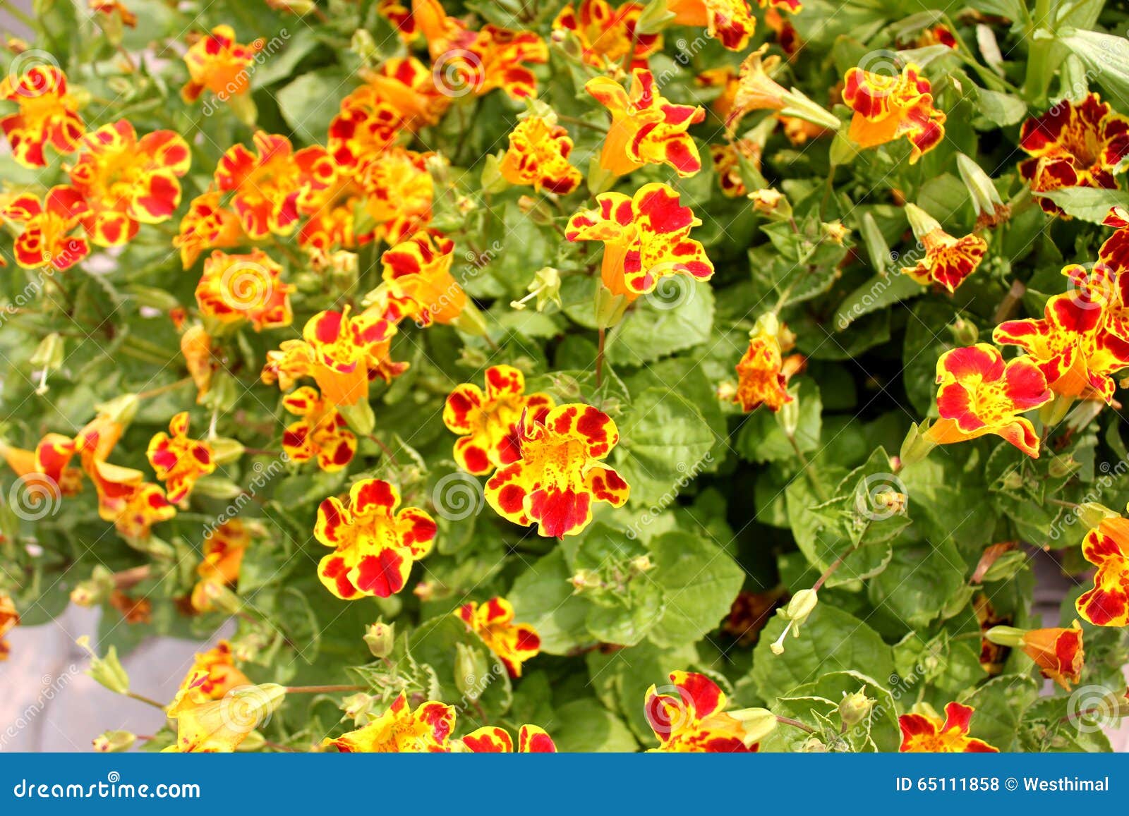 Mimulus Red Stock Photos - Free & Royalty-Free Stock Photos from Dreamstime