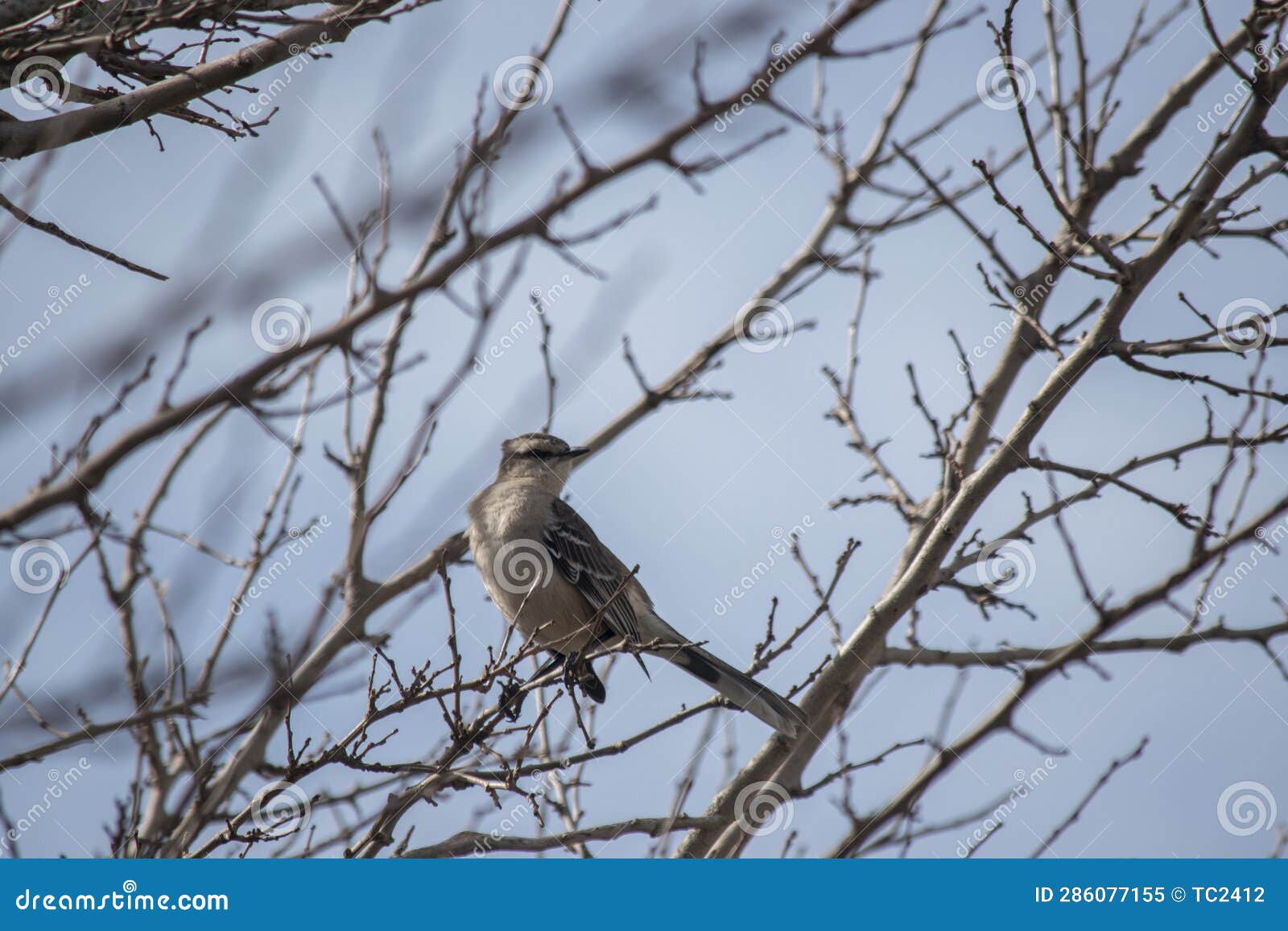 Mimus Saturninus. Mocking Bird on the Branches of an Autumnal Tree ...
