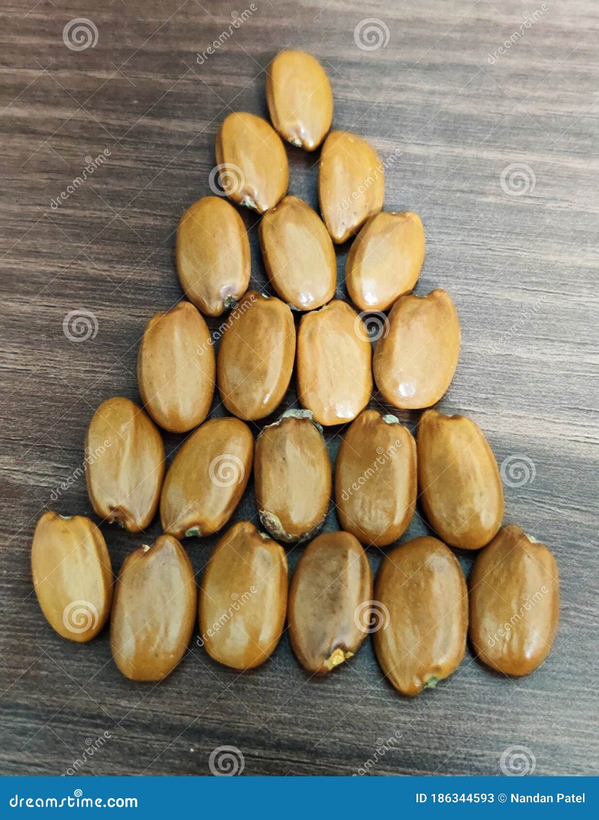 Mimusops Elengi Borsali Seeds -Bakula& Stock Image - Image of borsali ...