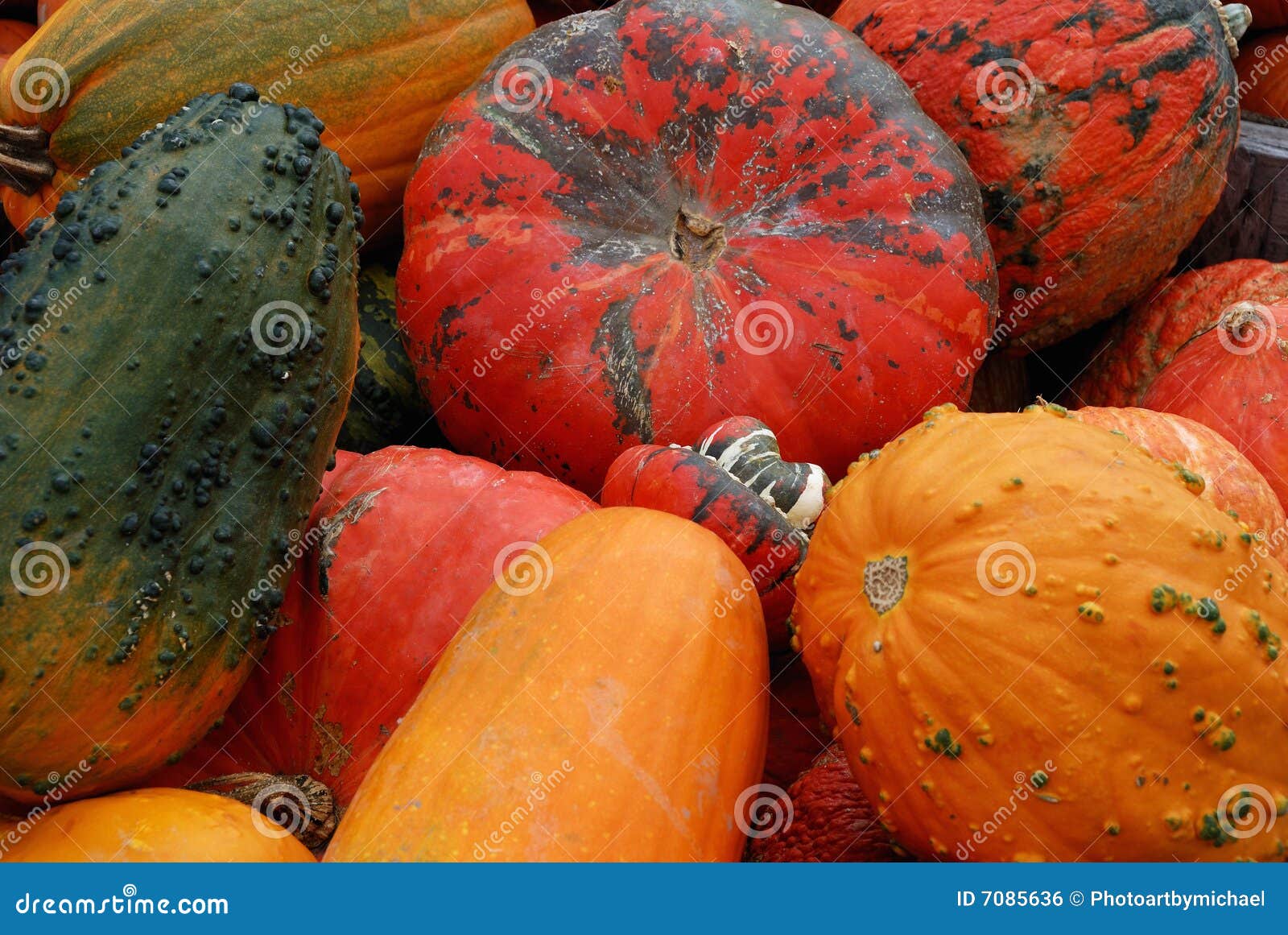 Min kalebass oh arkivfoto. Bild av höst, skörd, spräckligt - 7085636