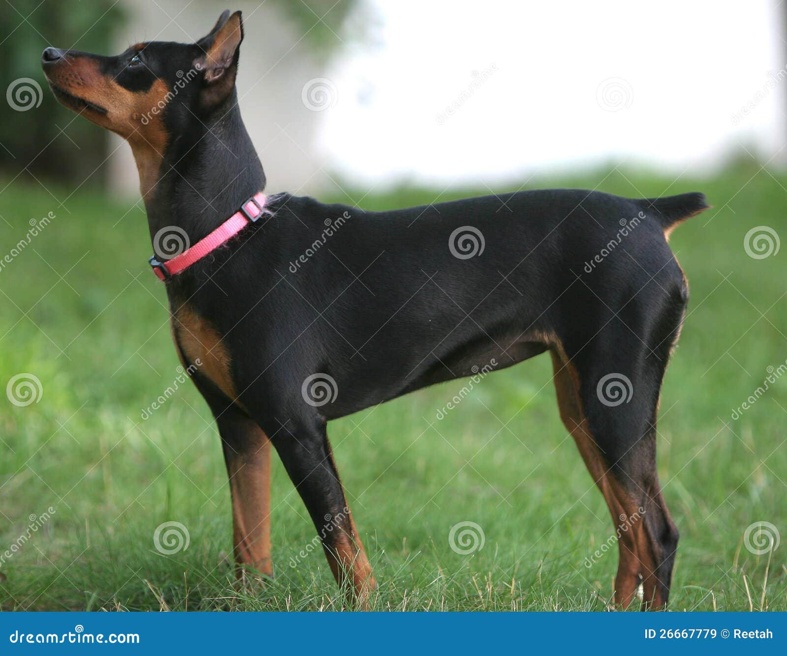 Min Pin Female stock image. Image of purebreed, alert - 26667779