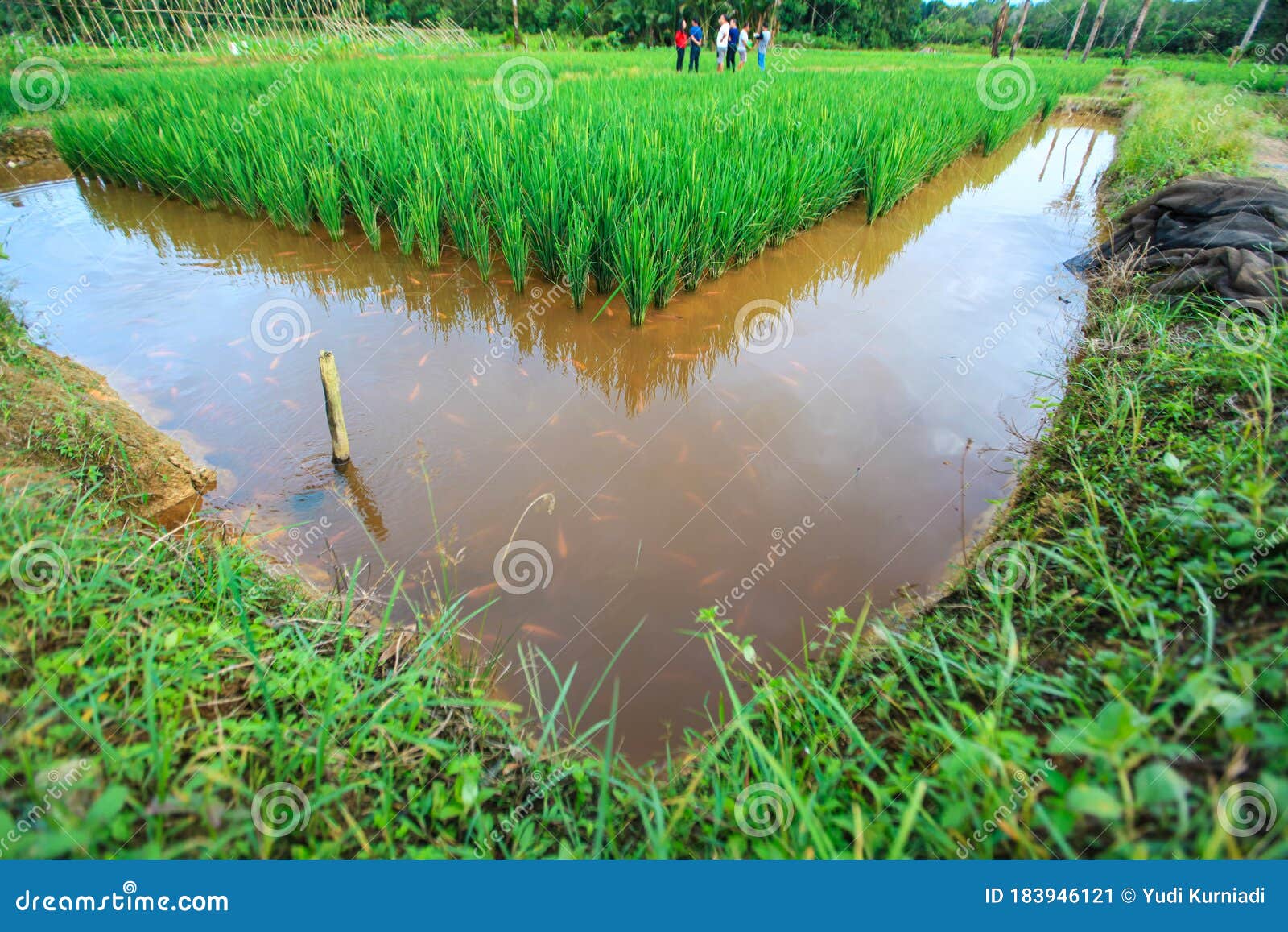 `Mina Padi` Cultivation in Rice Fields is a Combination of Planting ...
