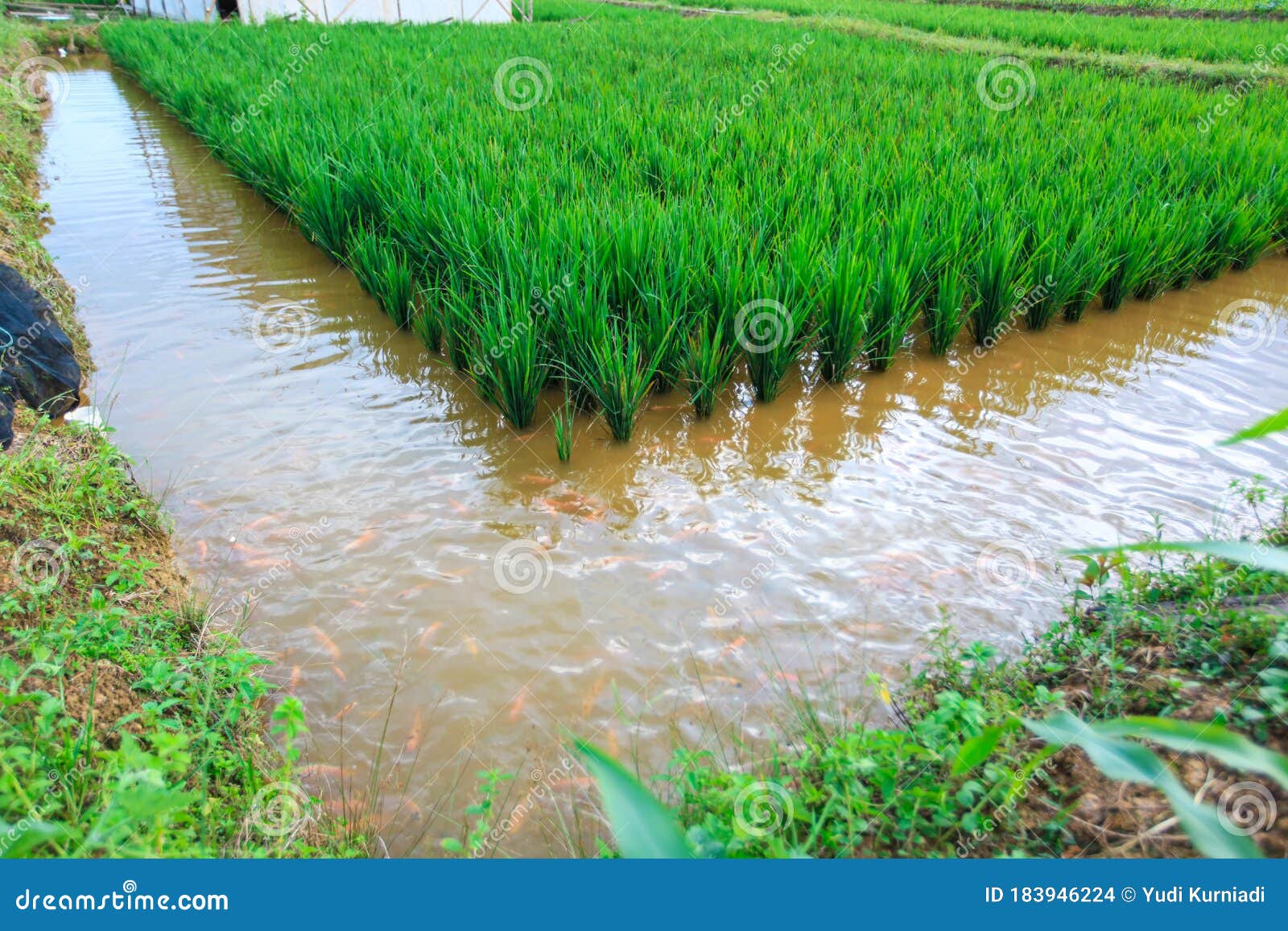 `Mina Padi` Cultivation in Rice Fields is a Combination of Planting ...