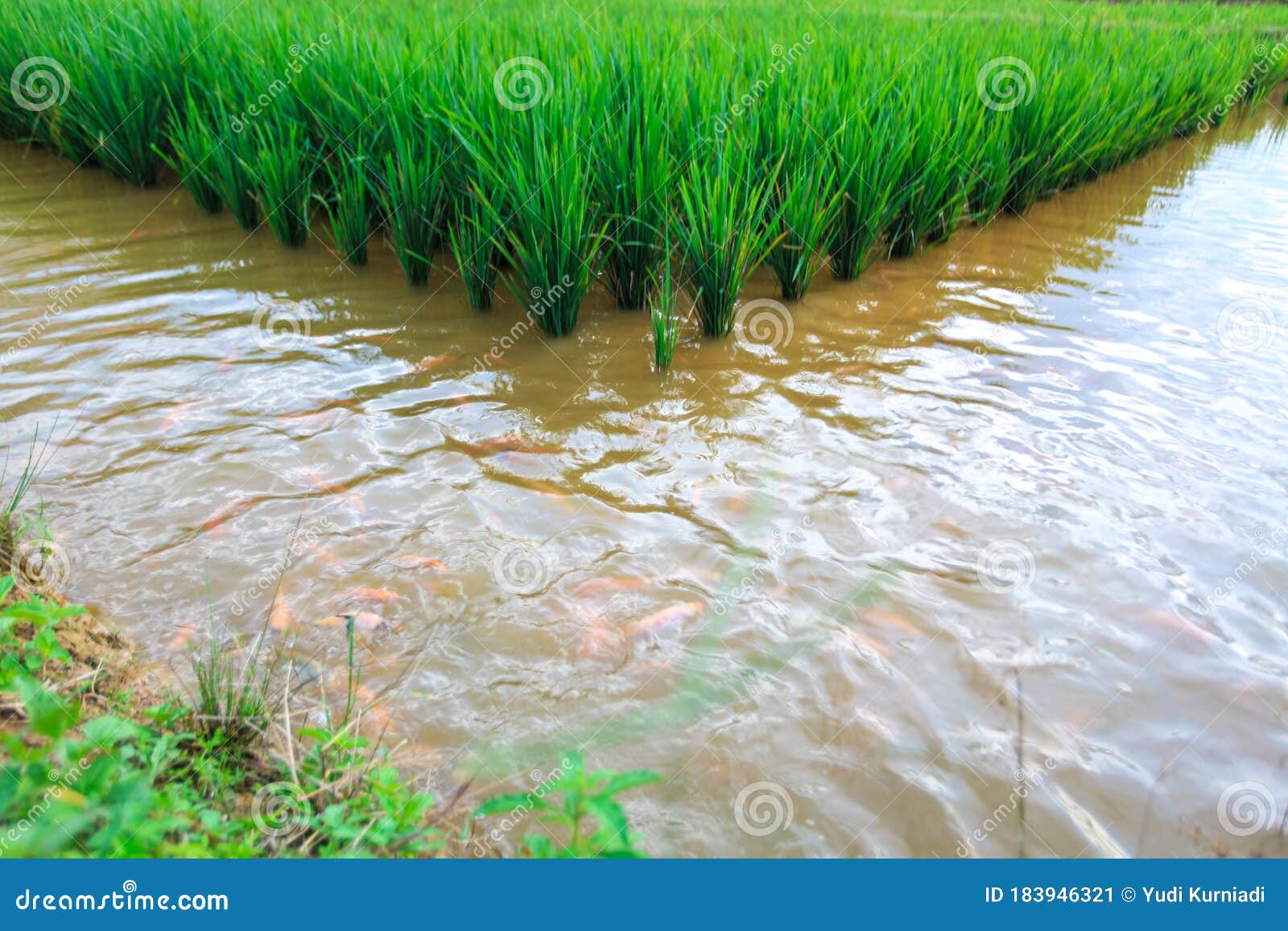 `Mina Padi` Cultivation In Rice Fields Is A Combination Of Planting ...