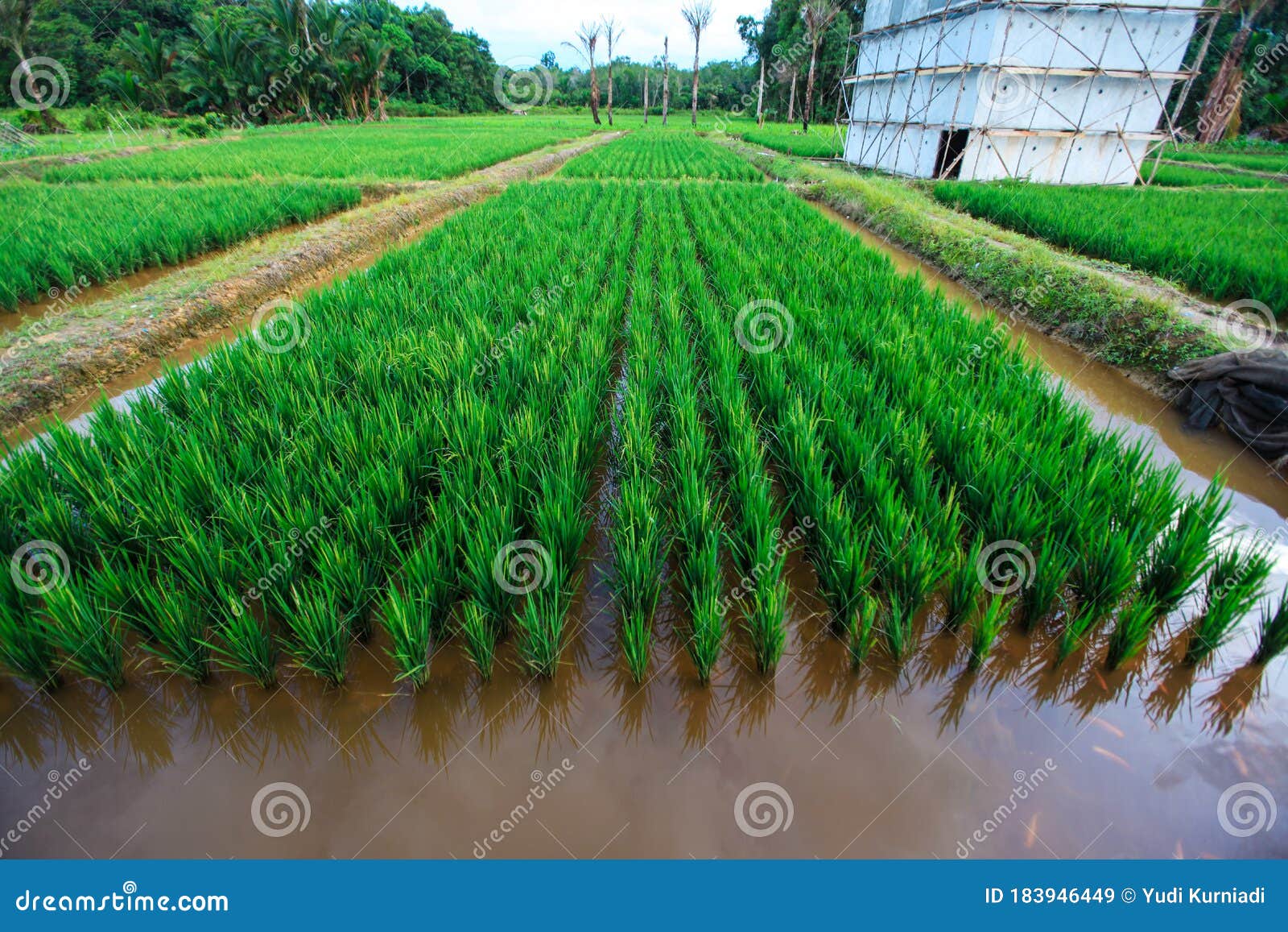 `Mina Padi` Cultivation in Rice Fields is a Combination of Planting ...