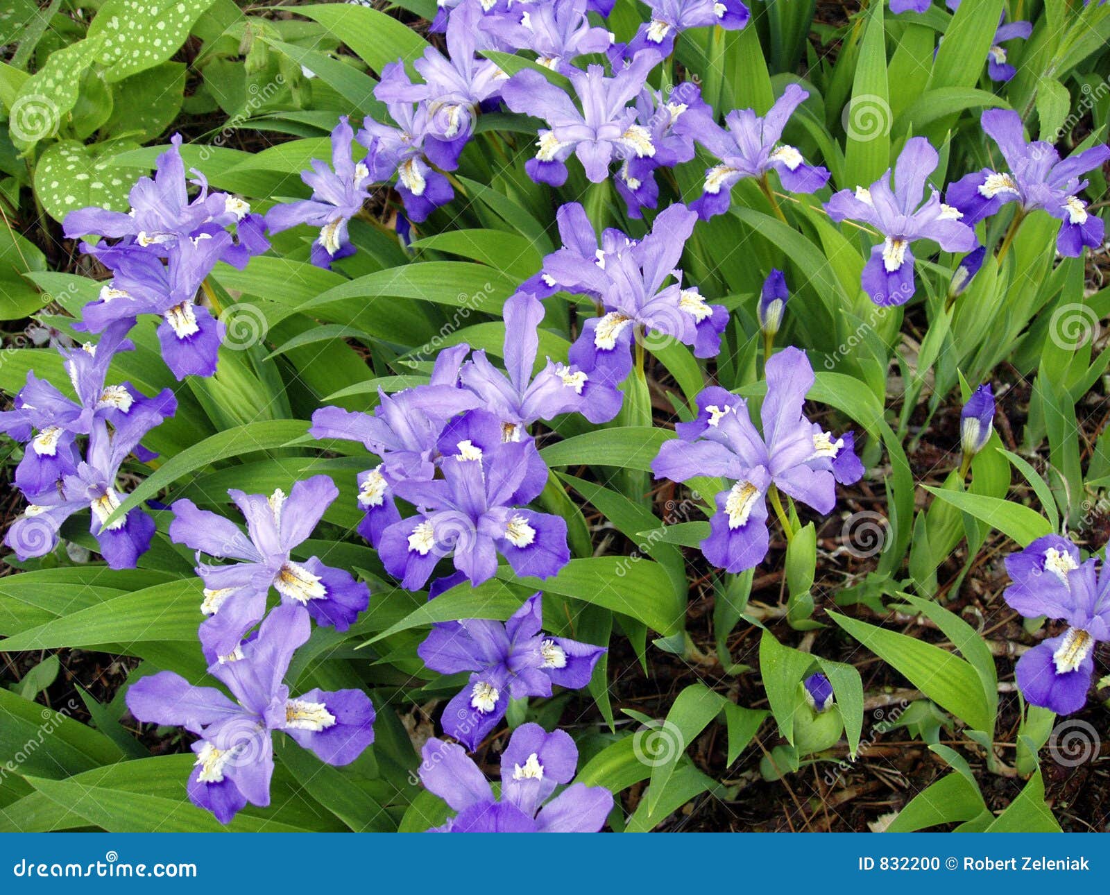 Rare Miniature Irises Stock Photos - Free & Royalty-Free Stock Photos ...