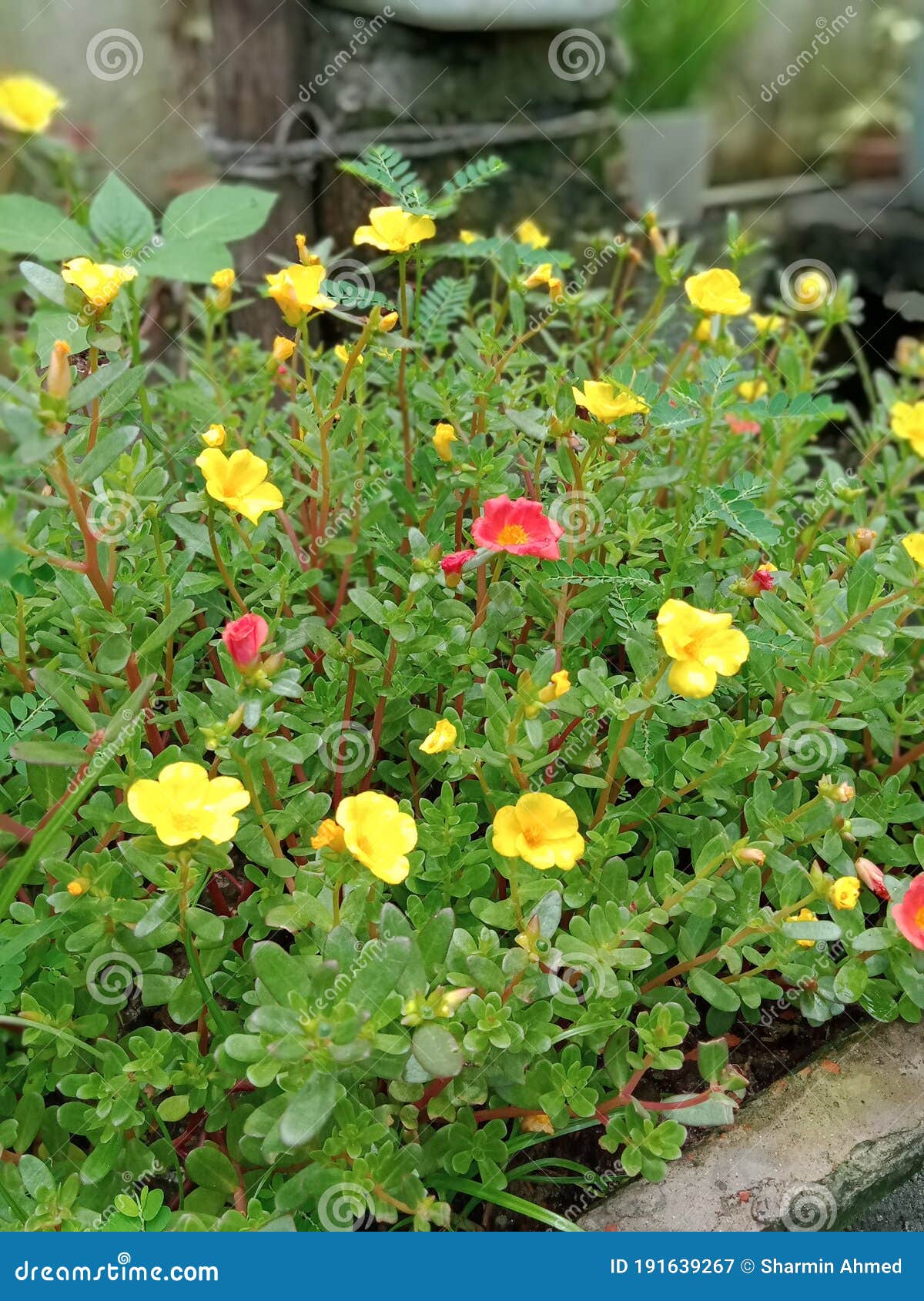 Mind fresh flowers stock image. Image of summer, yellow - 191639267