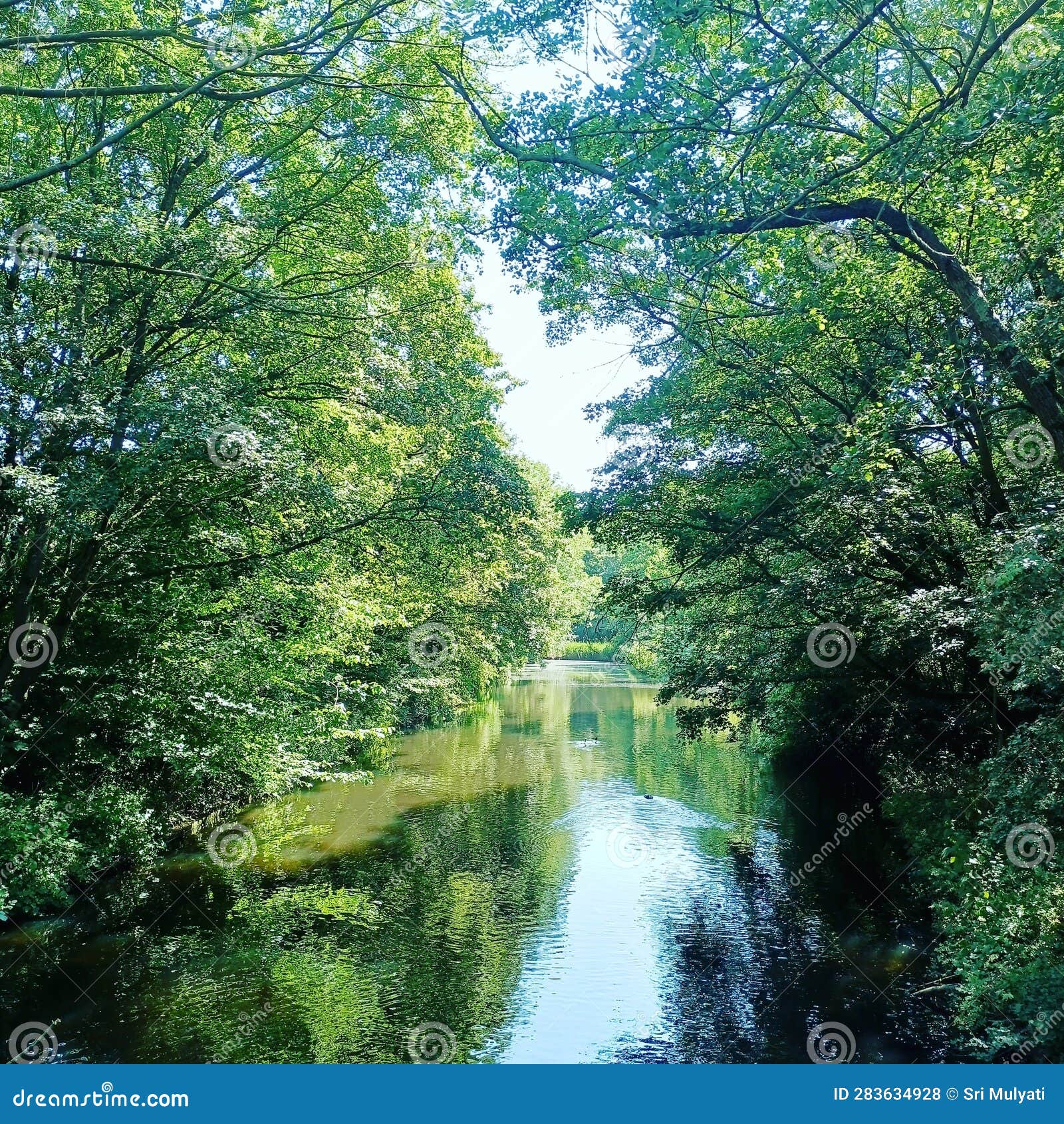 Mind Relaxing, River and Forest Stock Photo - Image of trees, nature ...