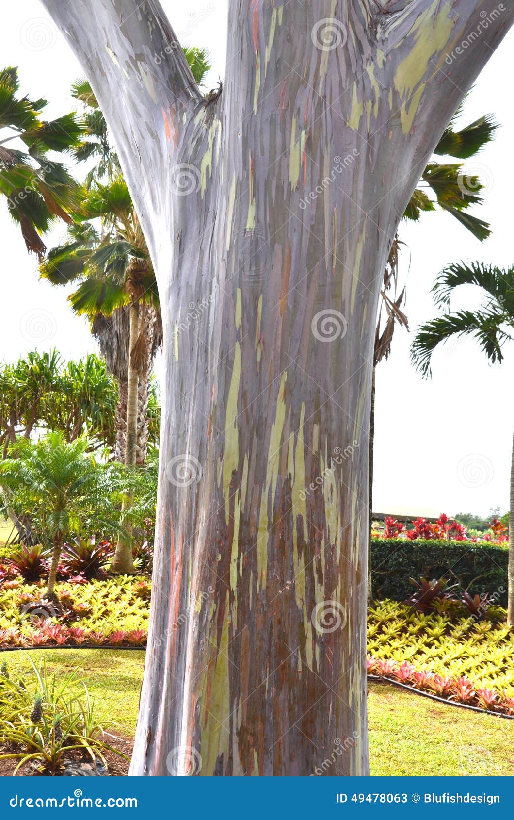 Mindanao Gum Tree (Eucalyptus Deglupta) Stock Image - Image of ...