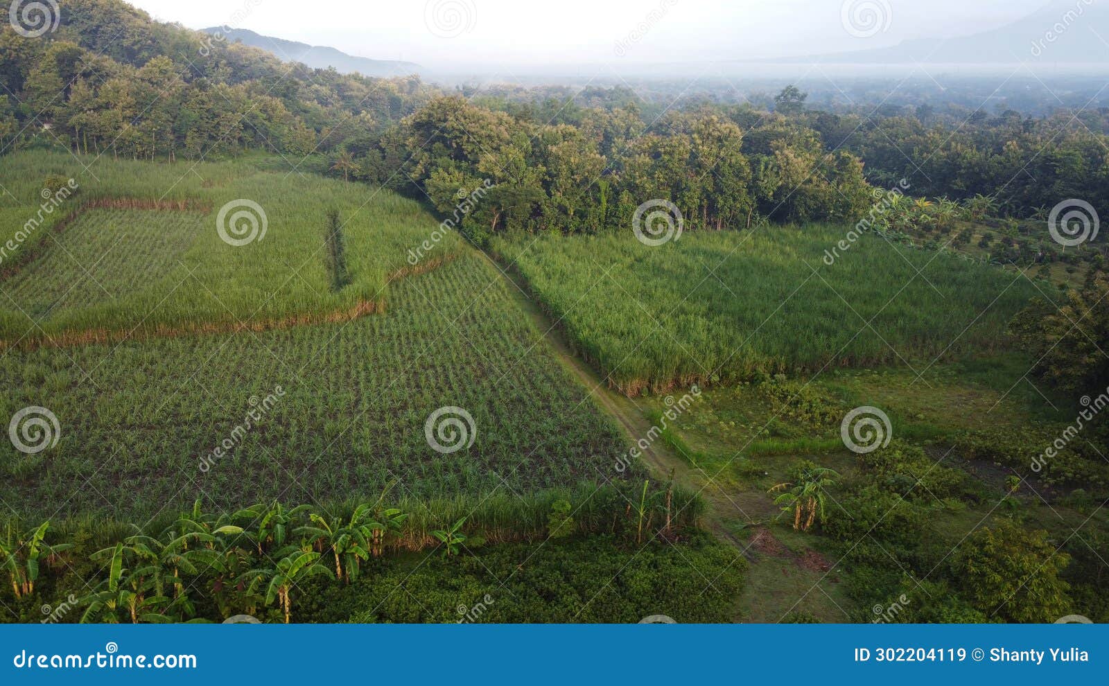 Aerial View of Rice Fields and Trees in Mindi Stock Image - Image of ...
