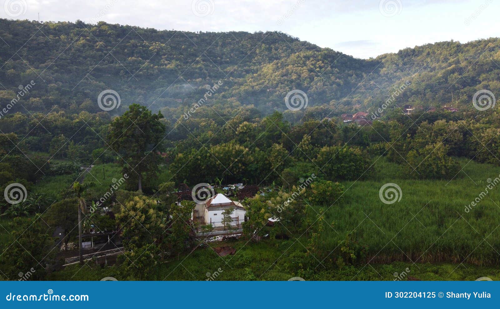Aerial View of Rice Fields and Trees in Mindi Stock Image - Image of ...