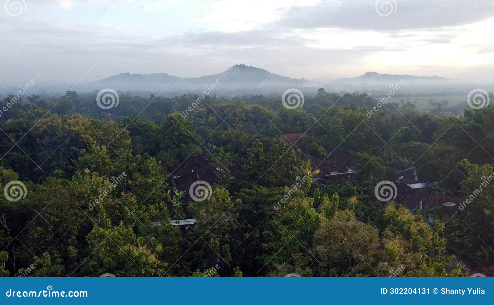 Aerial View of Trees in Mindi Stock Image - Image of environment ...
