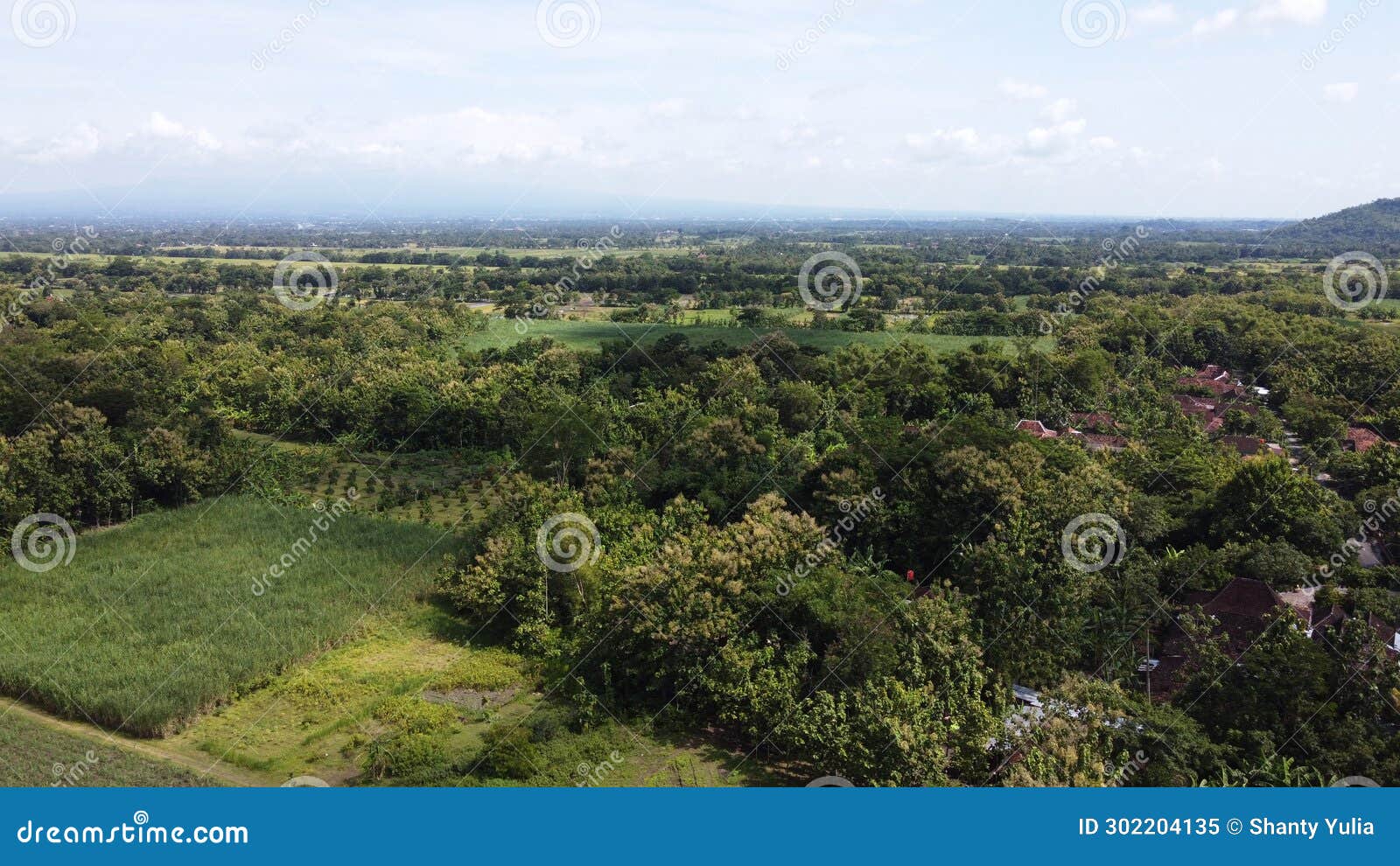 Aerial View of Rice Fields and Trees in Mindi Stock Image - Image of ...