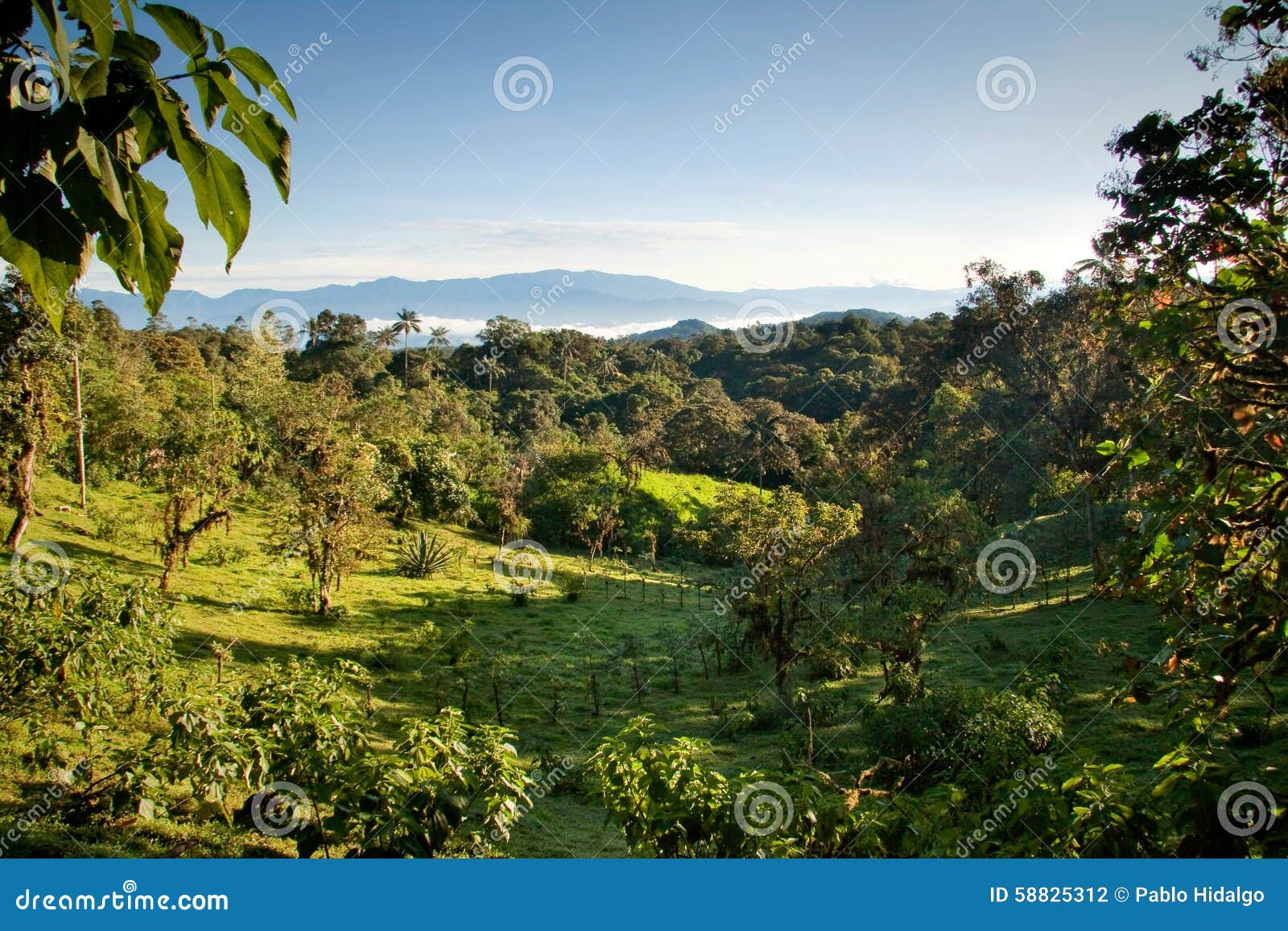 Mindo, Ecuador Cloud Forest Stock Photo - Image of cloudy, mindo: 58825312