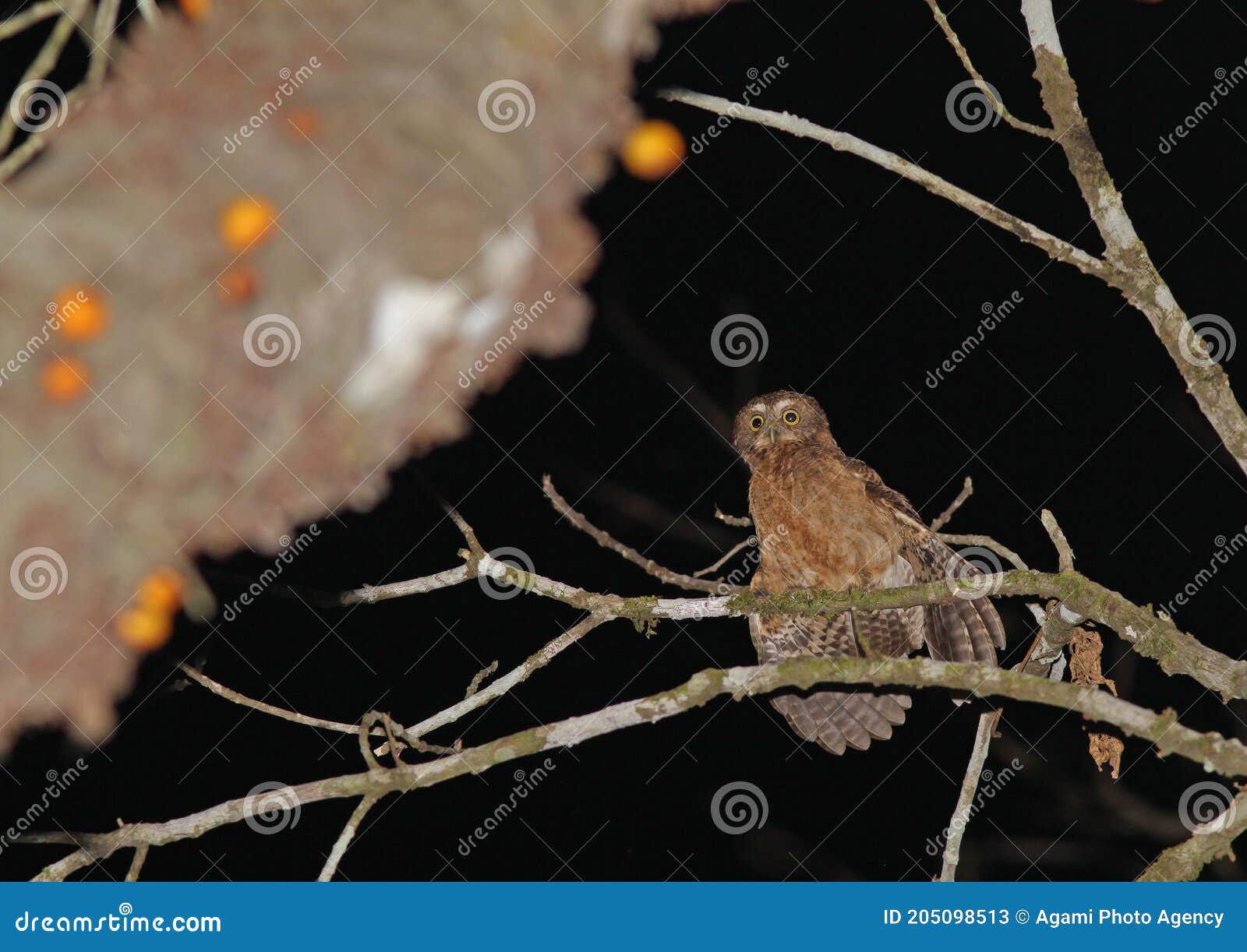Mindorovalkuil, Mindoro Boobook, Ninox Mindorensis Stock Image - Image ...