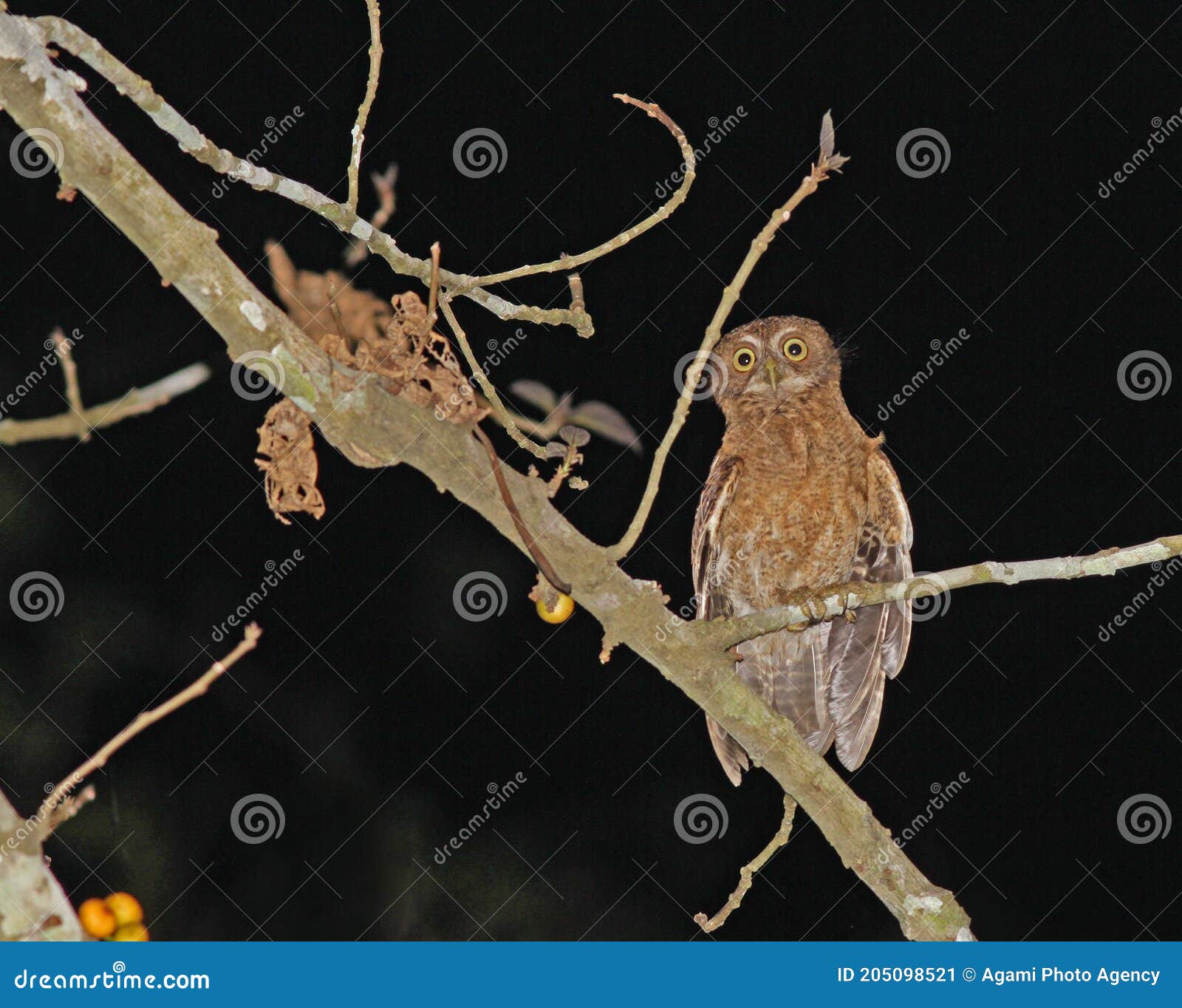Mindorovalkuil, Mindoro Boobook, Ninox Mindorensis Stock Image - Image ...
