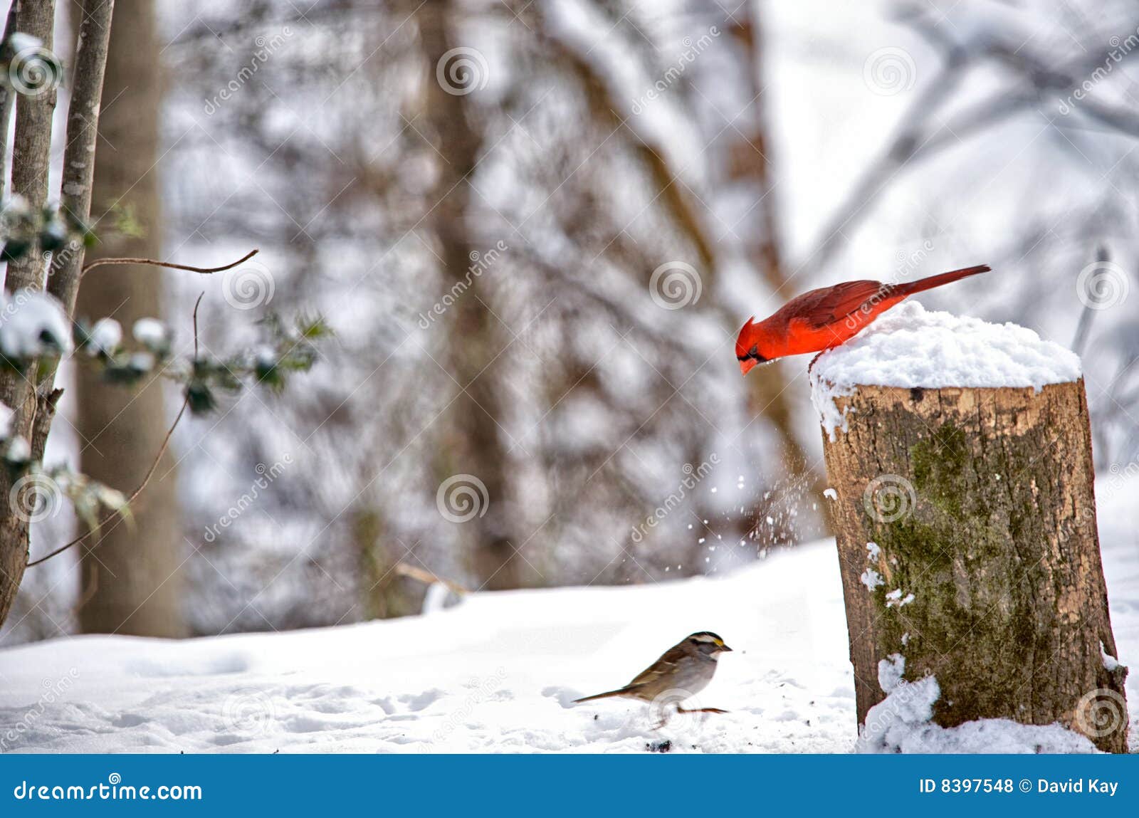 This is Mine stock photo. Image of beauty, territorial - 8397548