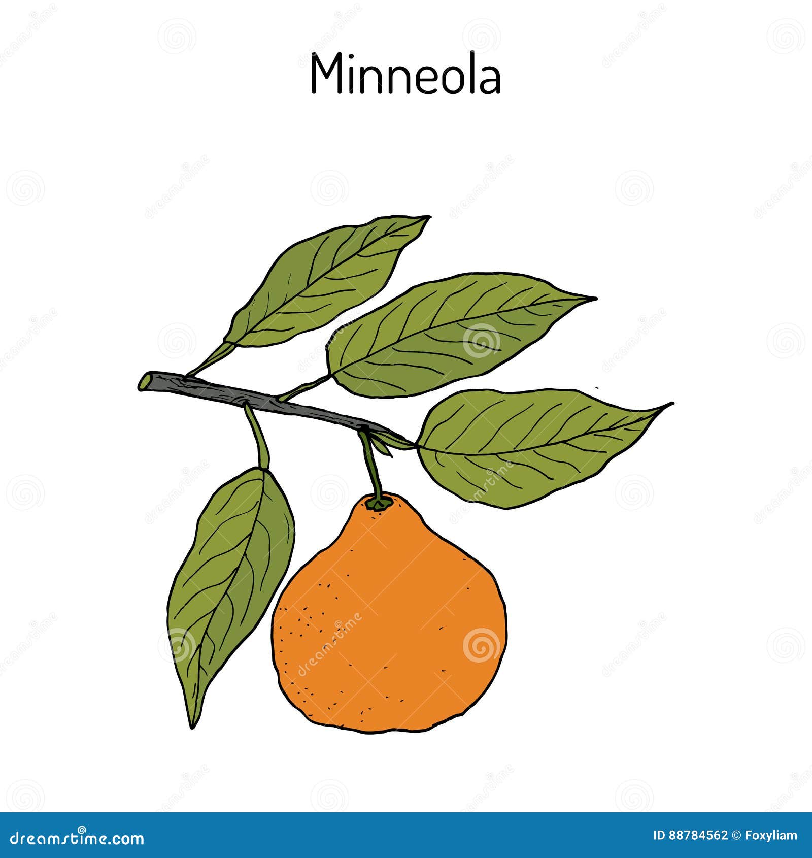 Mineola Citrus Tangelo Fruit Stock Vector - Illustration of kitchen ...