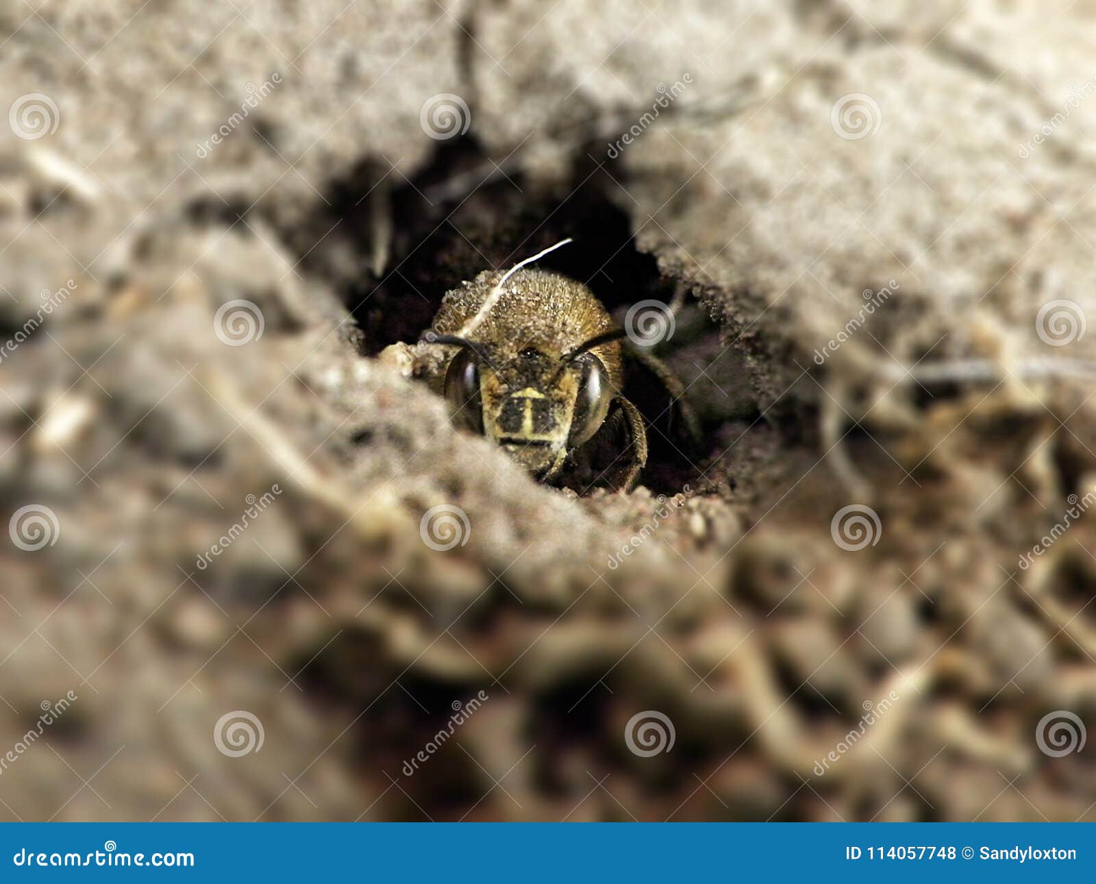 Miner bee in its hole stock photo. Image of dugout, miners - 114057748
