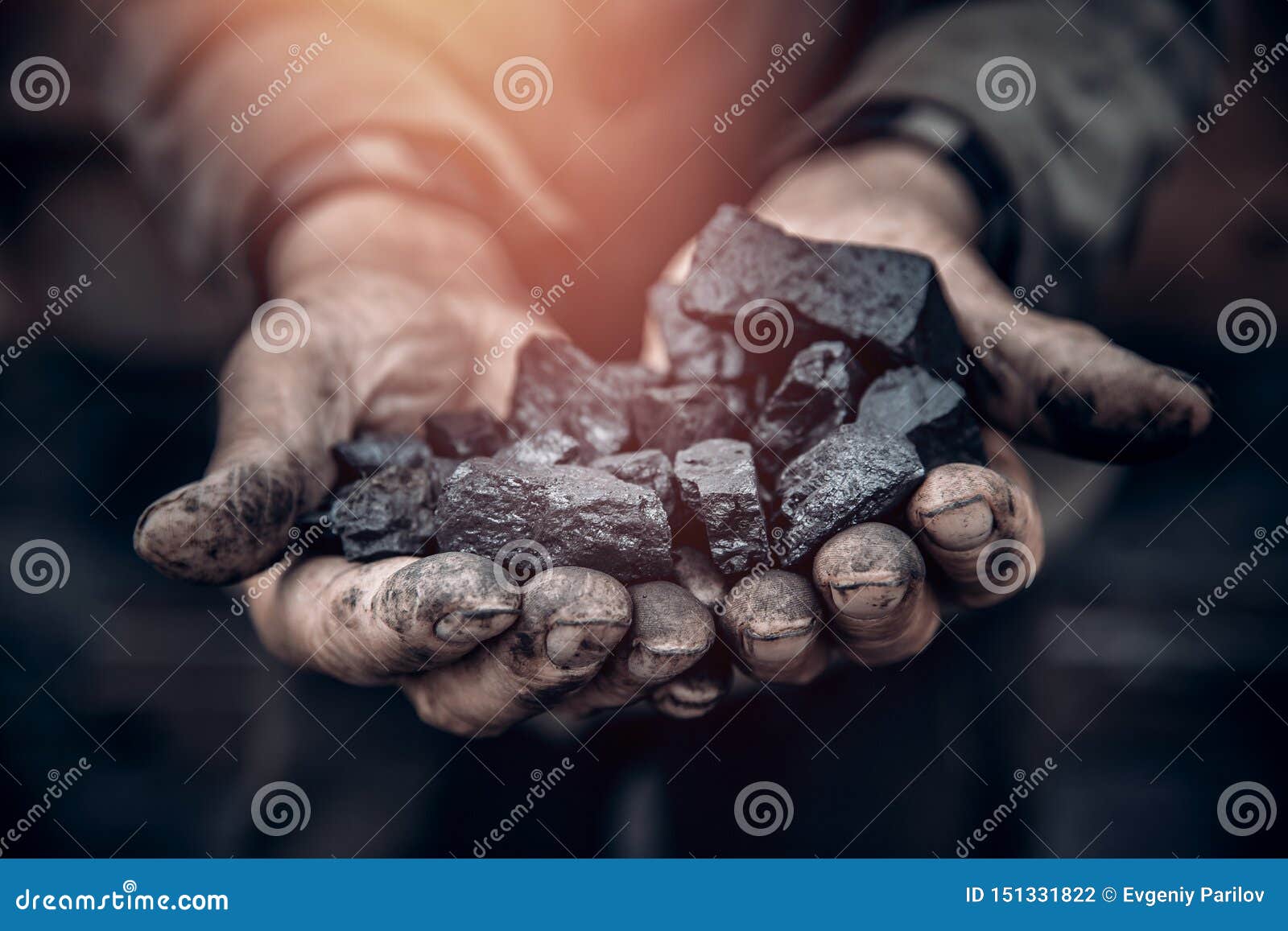 Miner Holds Coal, Palm Texture. Concept Mining, Black Stone. Stock ... Miner Holds Coal, Palm Texture. Concept Mining, Black Stone. Stock ...