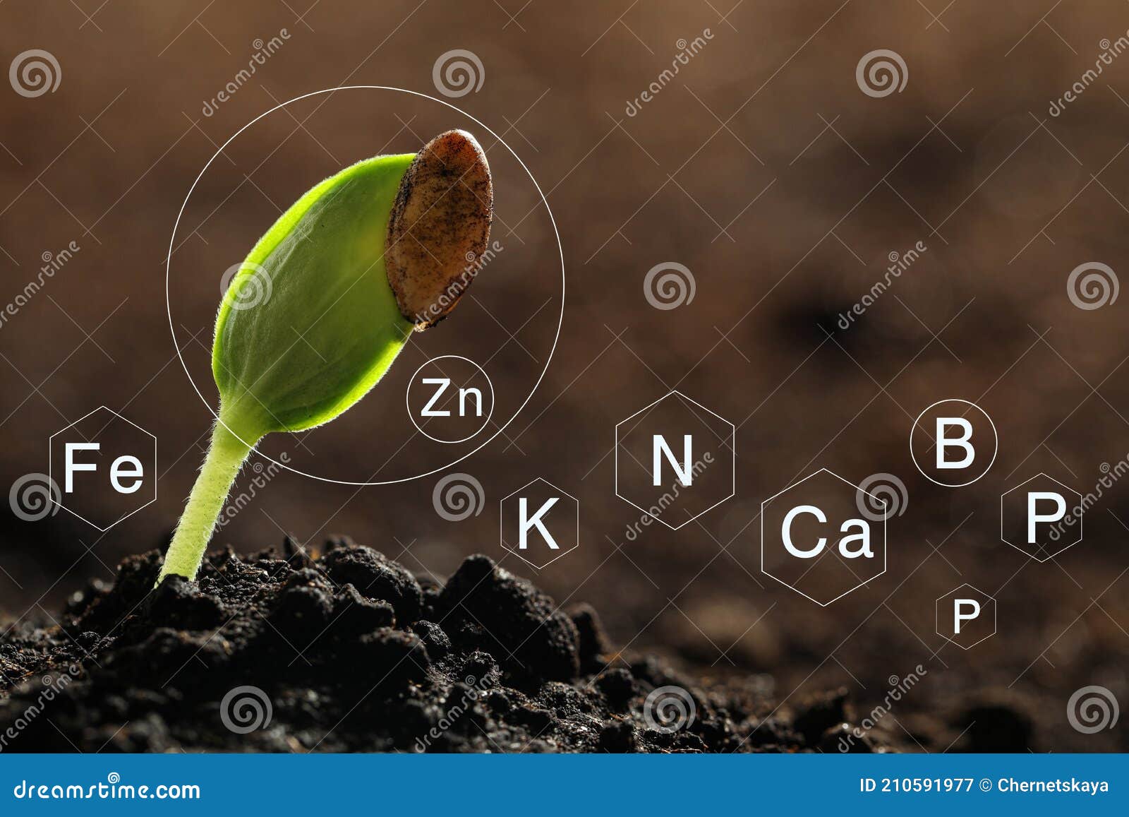 Mineral Fertilizer. Young Seedling Growing in Soil, Closeup Stock ...