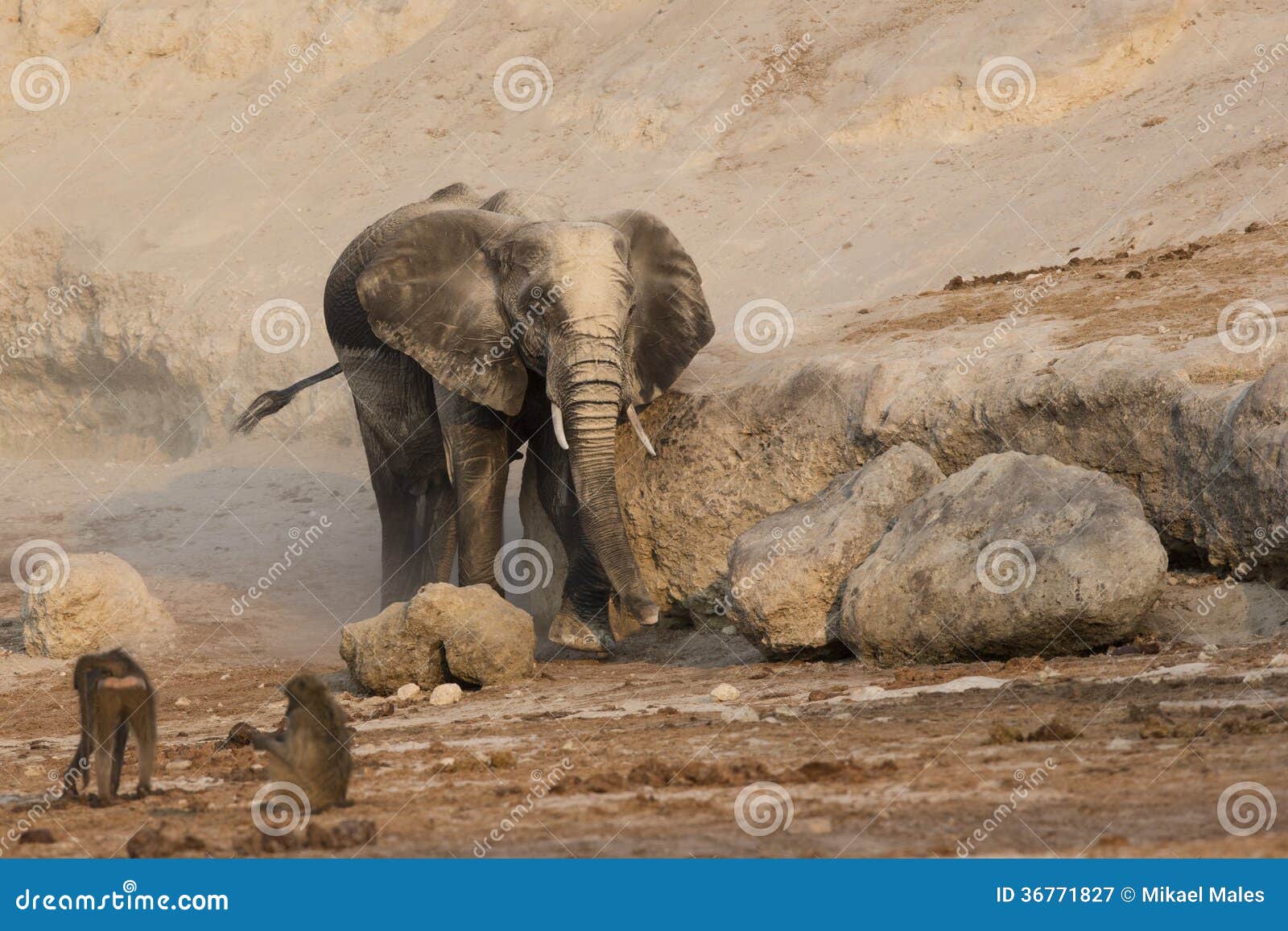 Mineral salts on elephant stock image. Image of minerals - 36771827