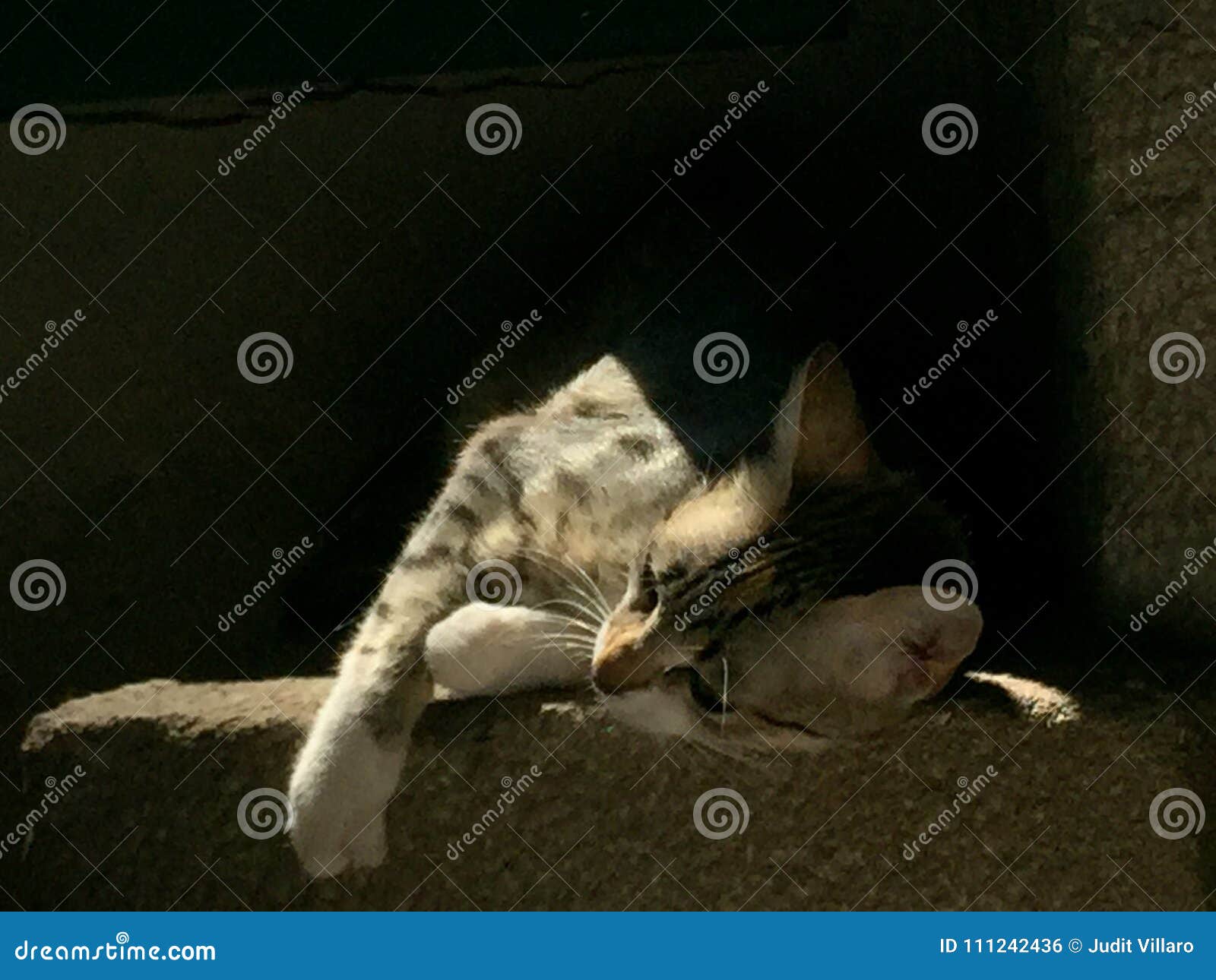 Minerva stock photo. Image of minerva, kitty, shadow - 111242436
