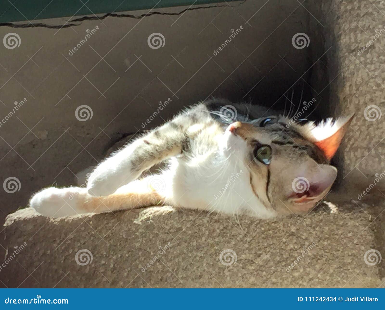 Minerva stock photo. Image of minerva, stone, whute - 111242434