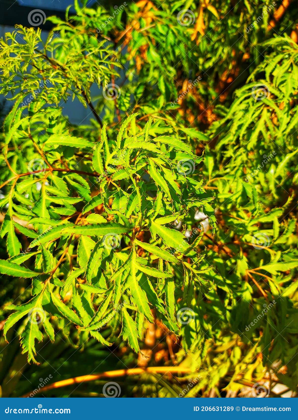 Ming Aralia this Plant Has Dense Leaves and is Green Stock Image ...