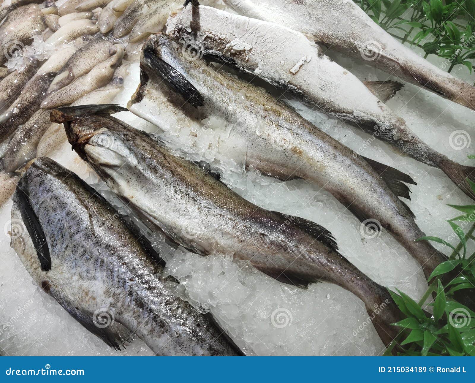 Mingtai fish cod close up stock image. Image of leaves - 215034189
