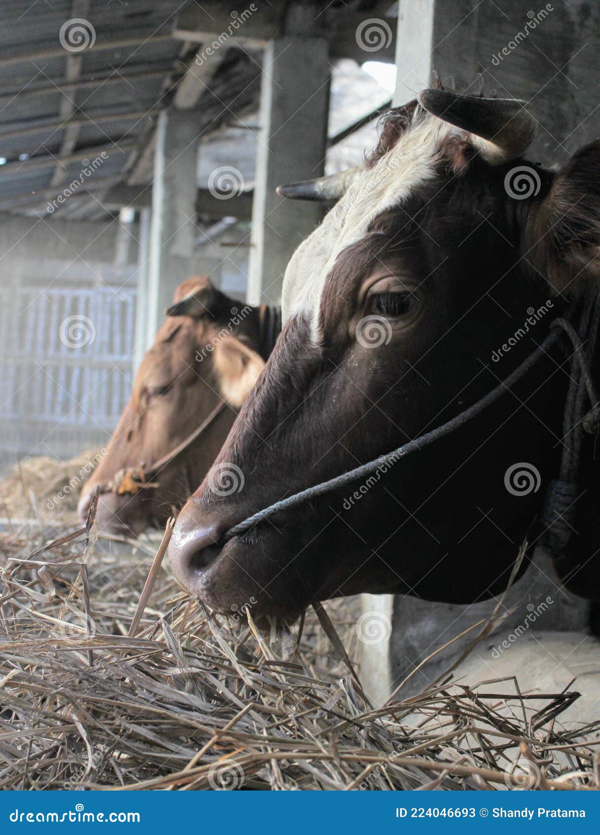 Minha vaca comendo imagem de stock. Imagem de vaca, wildlife - 224046693