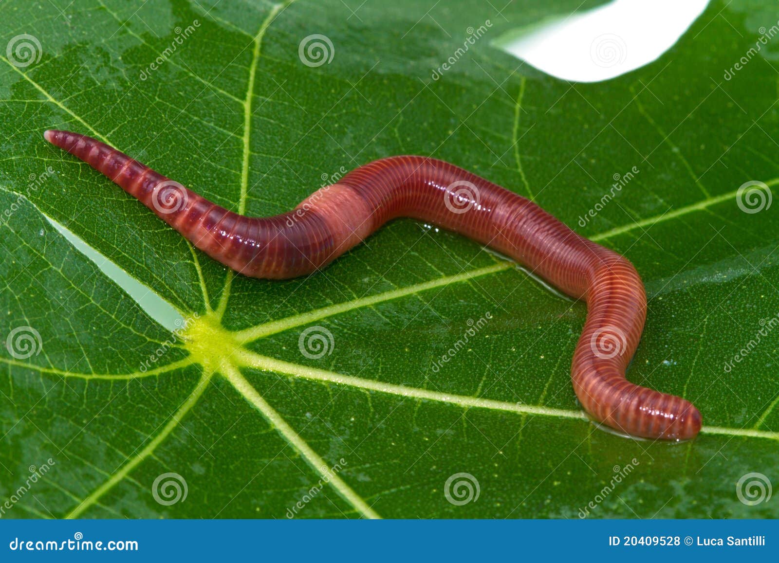 Minhoca foto de stock. Imagem de biologia, minhocas, isco - 20409528