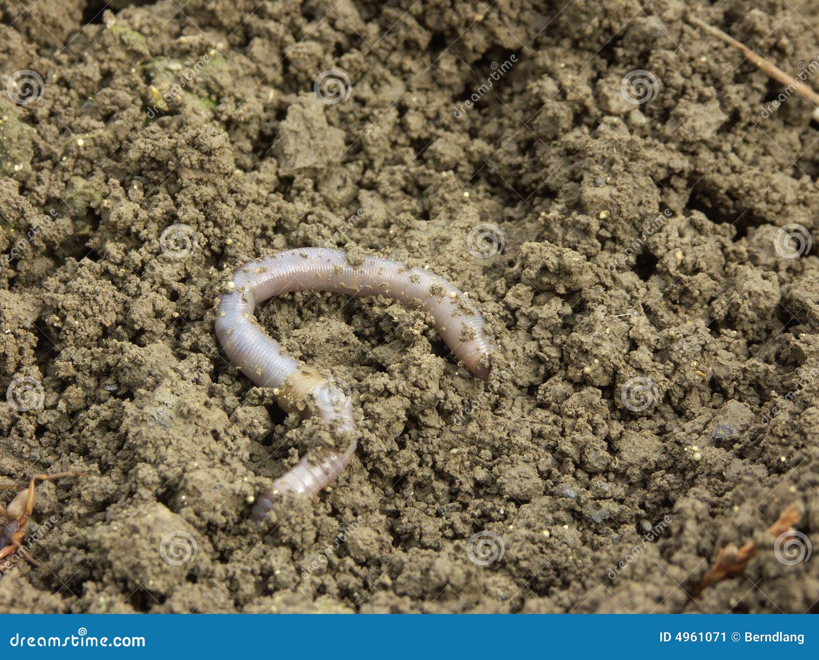 Minhoca imagem de stock. Imagem de sujeira, organismo - 4961071