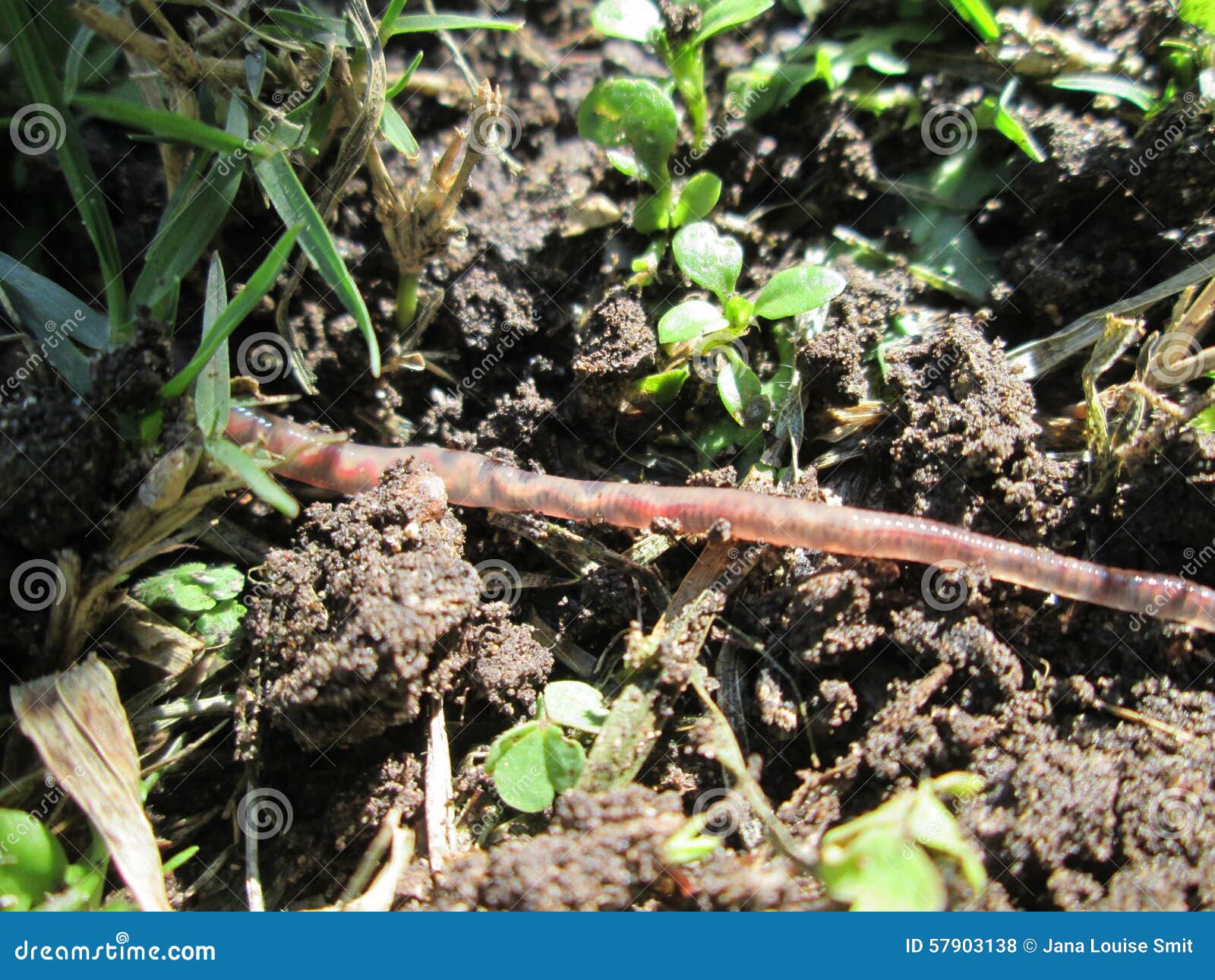 Minhoca foto de stock. Imagem de terra, solo, minhoca - 57903138