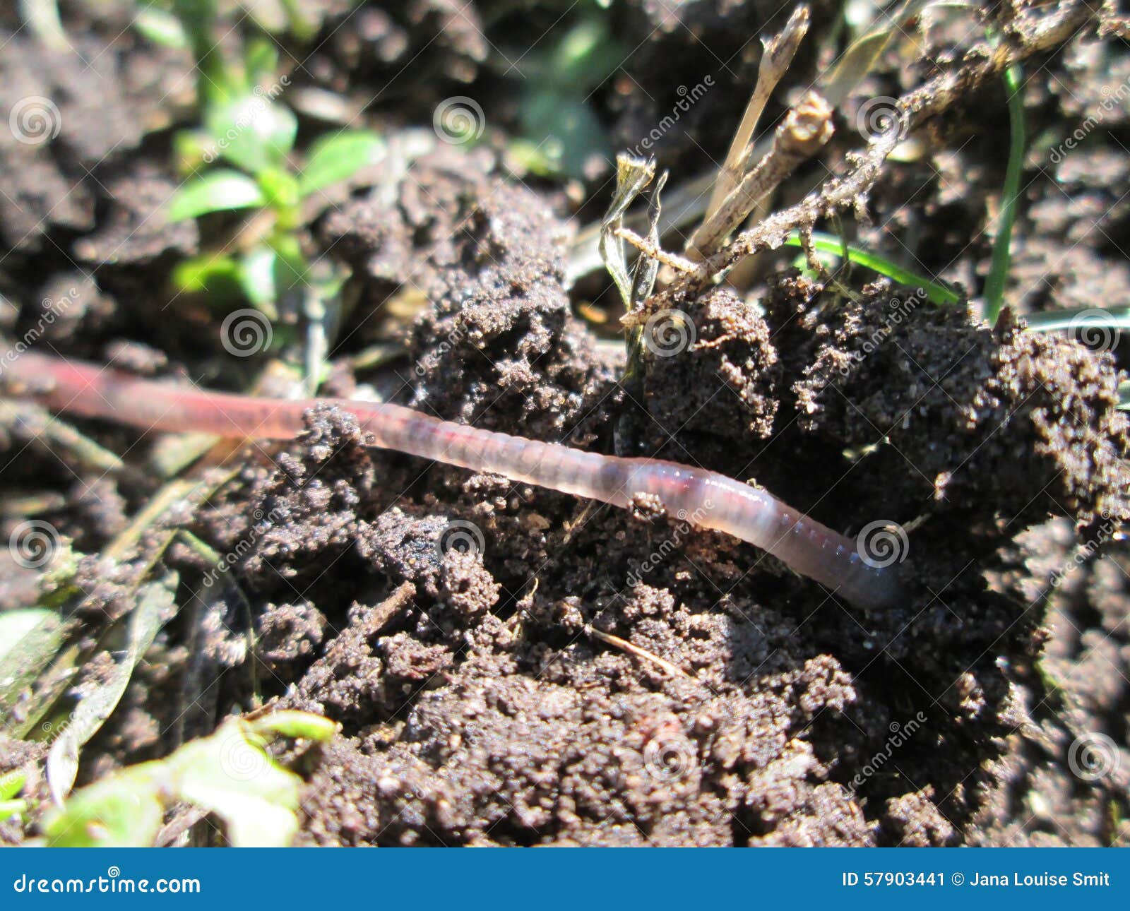 Minhoca imagem de stock. Imagem de isco, minhoca, composto - 57903441