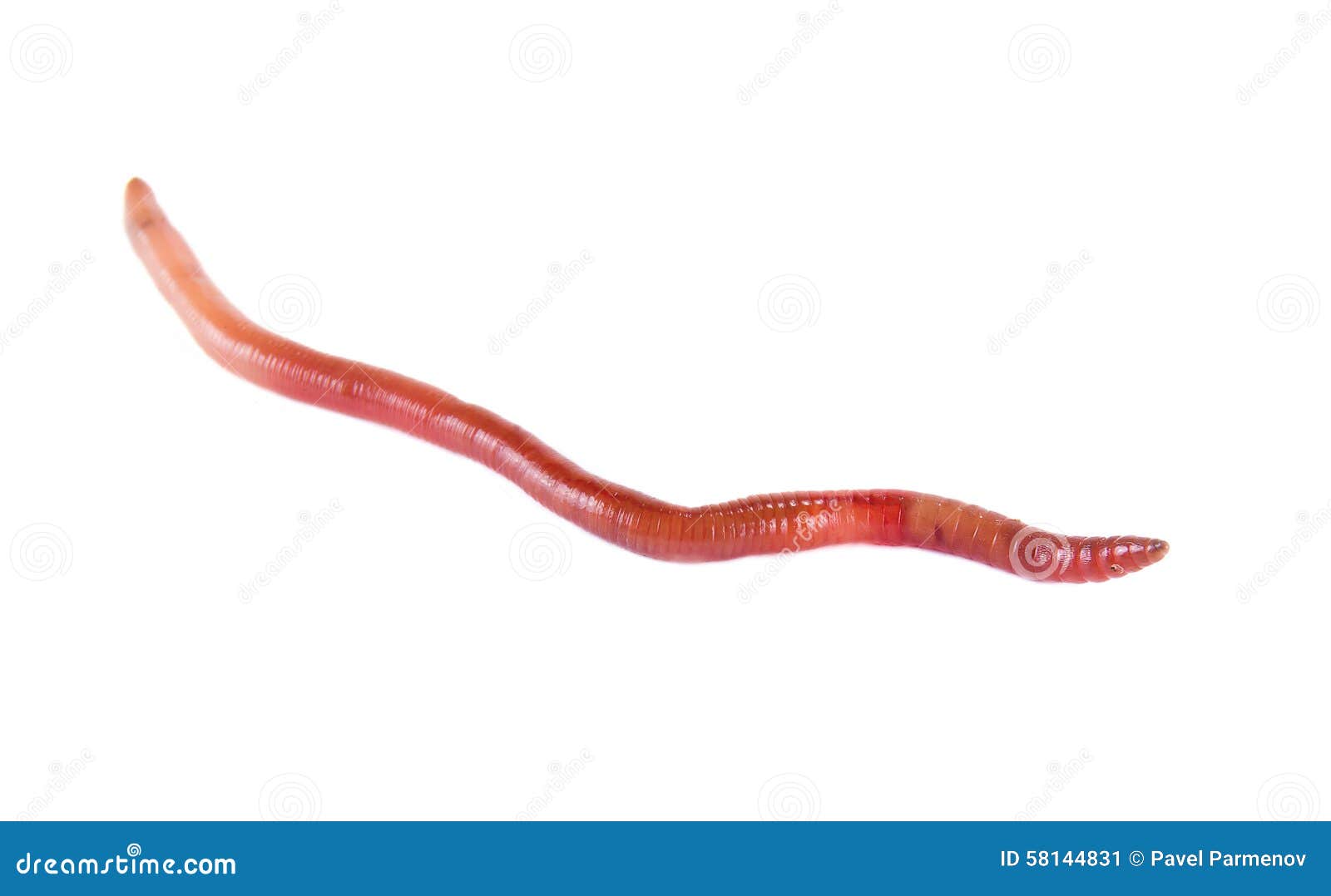 Minhoca imagem de stock. Imagem de nave, molhado, minhoca - 58144831