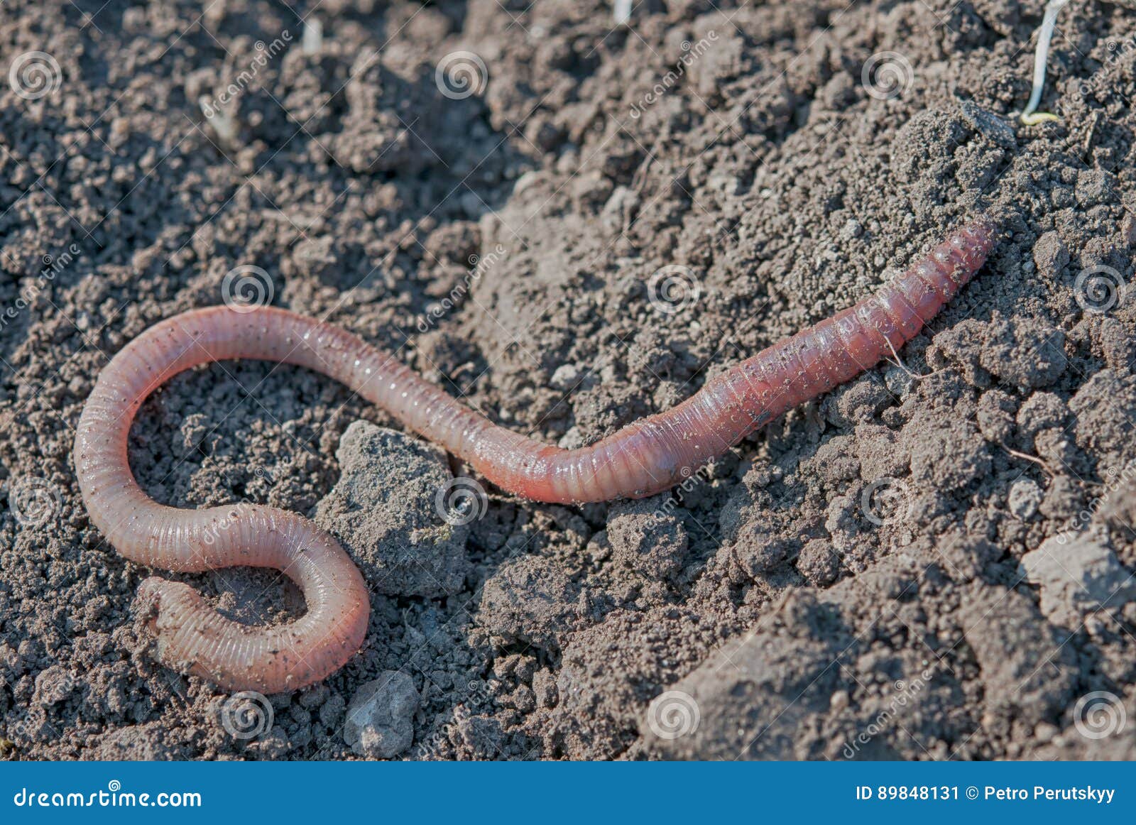 imagens de stock Minhoca - Baixe 2,617 Royalty Free