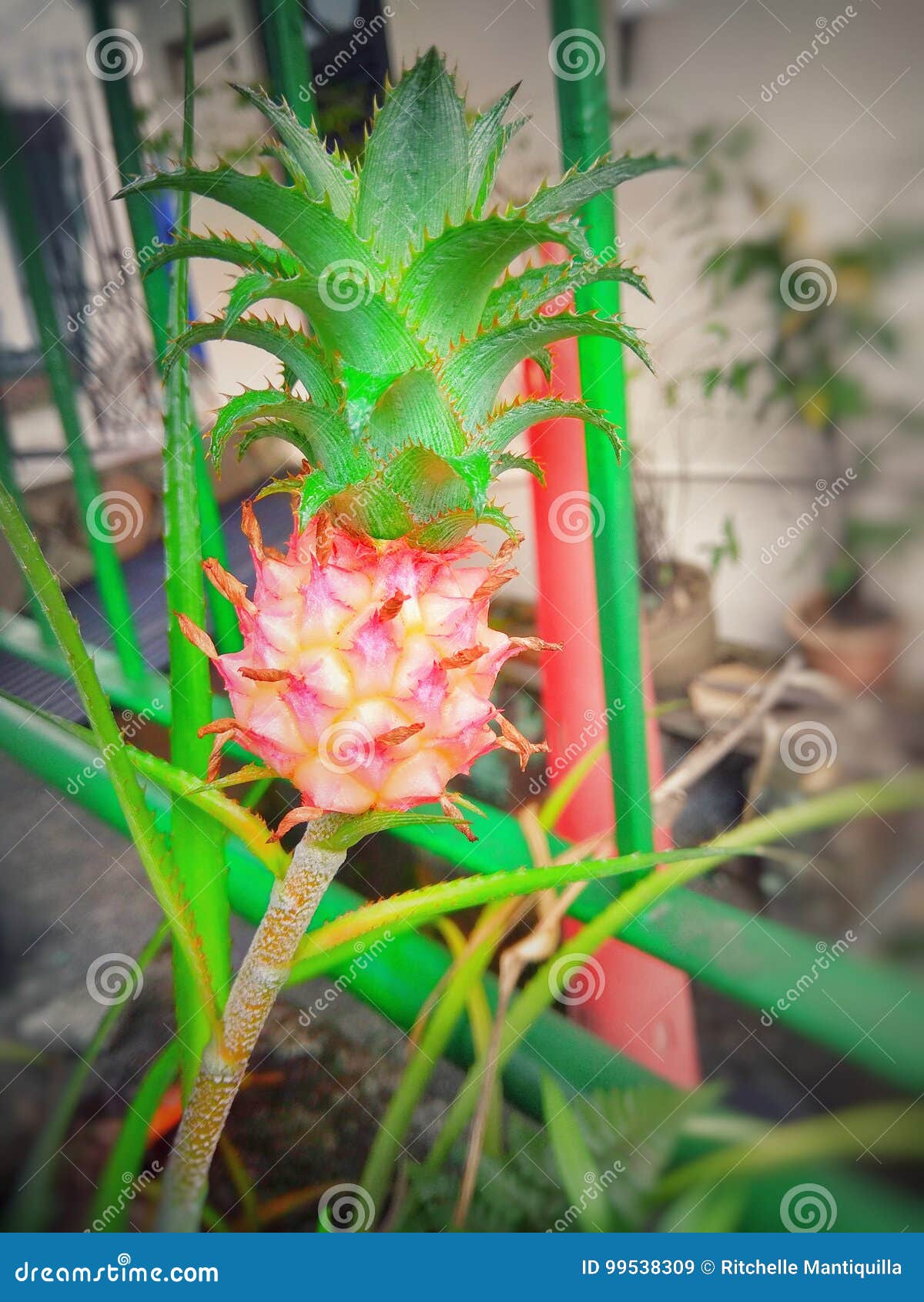 Mini- ananas fotografering för bildbyråer. Bild av mini - 99538309