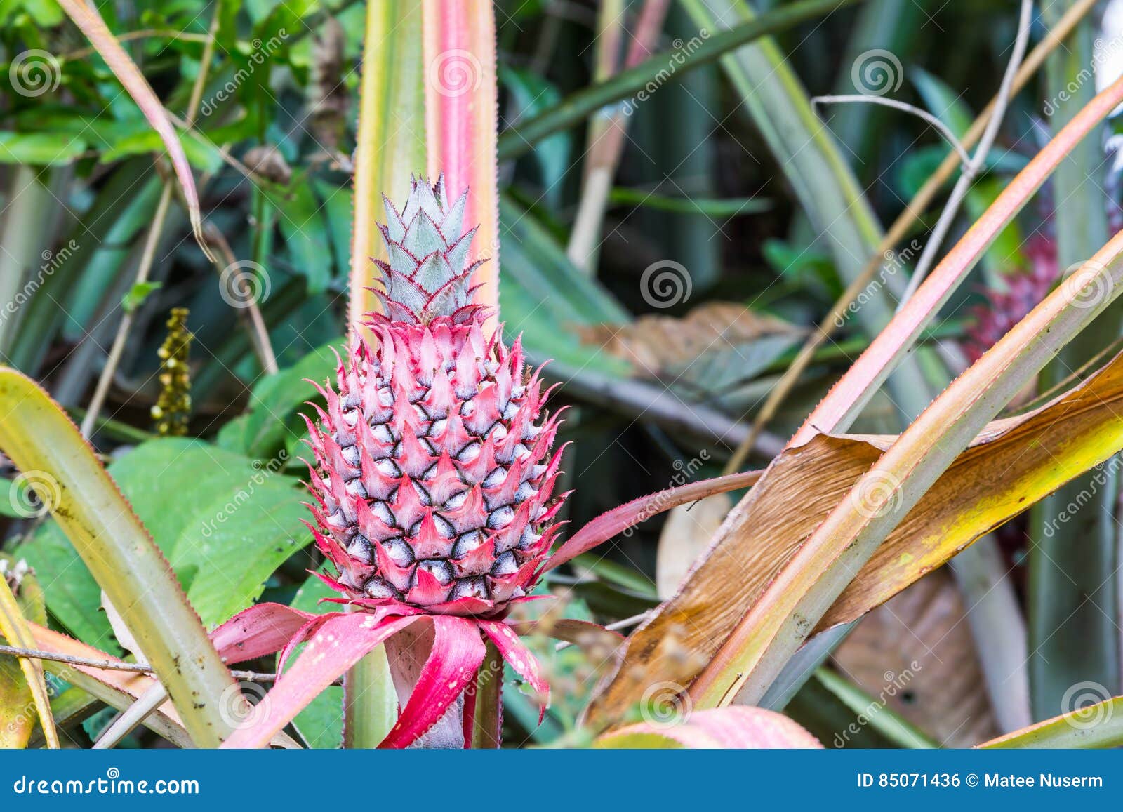 Mini ananas rose nain photo stock. Image du plantation - 85071436