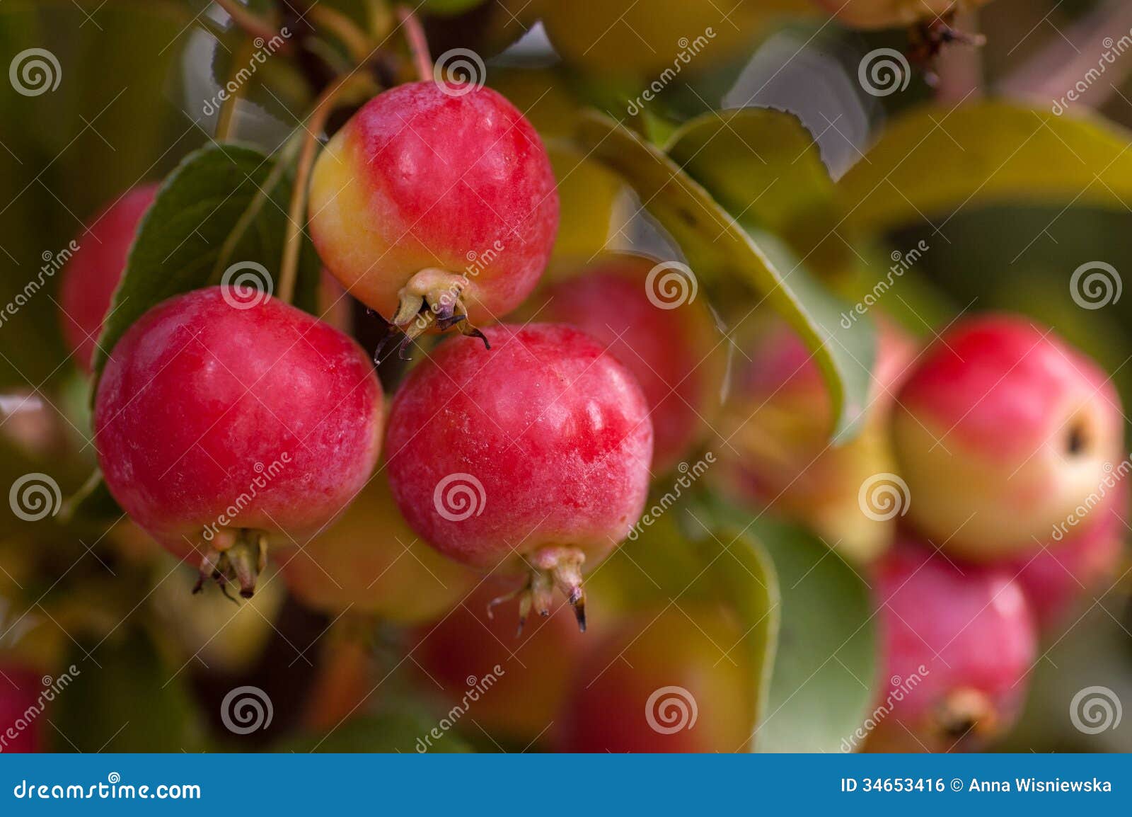 Mini apple tree stock photo. Image of apples, branch - 34653416