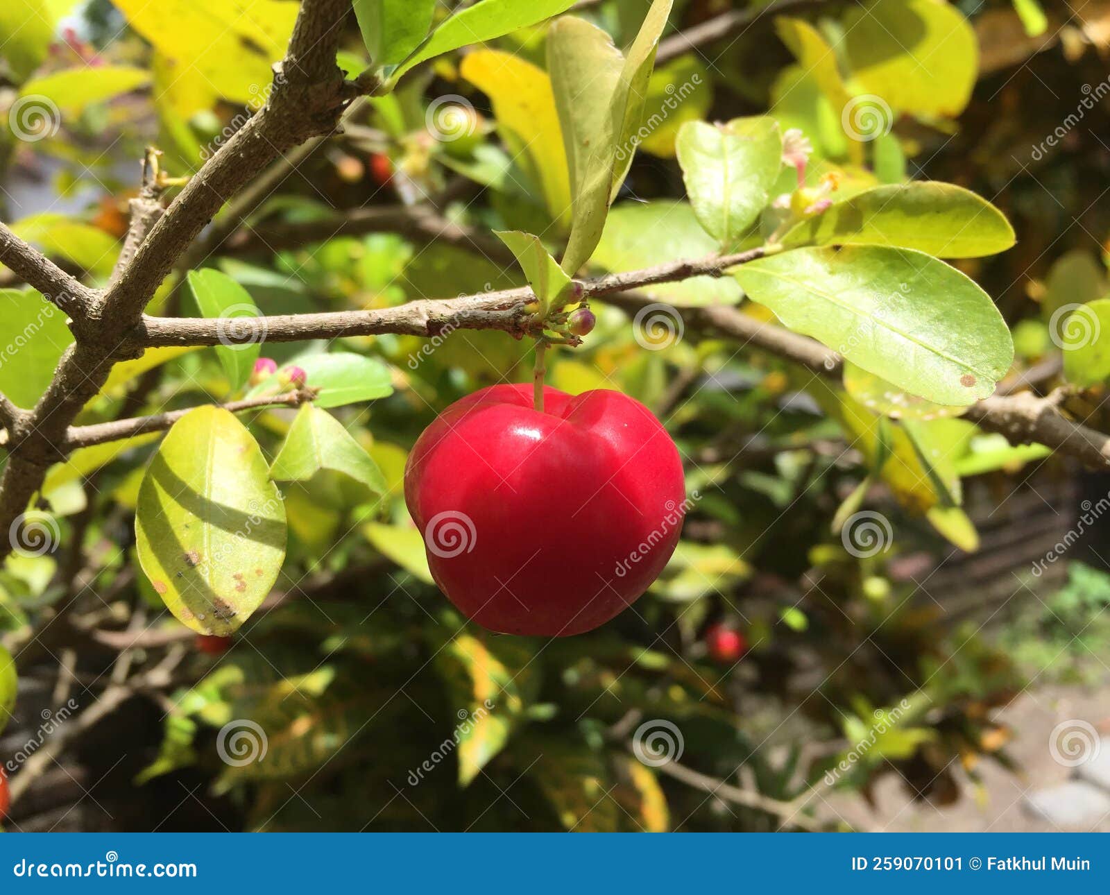 Mini Apples with Beautiful Colors Stock Image - Image of blossom ...