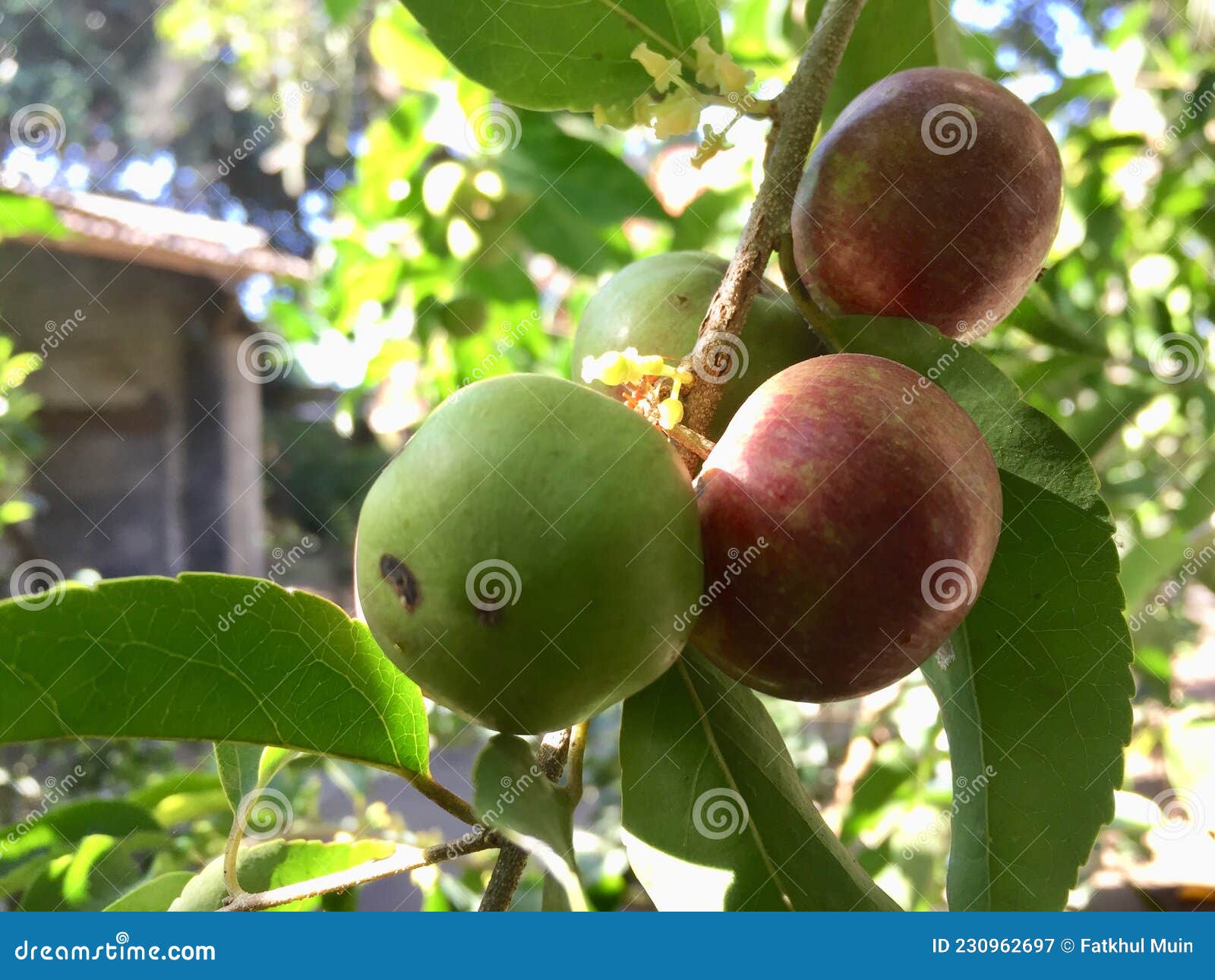 Mini apples are cute stock image. Image of garden, cute - 230962697