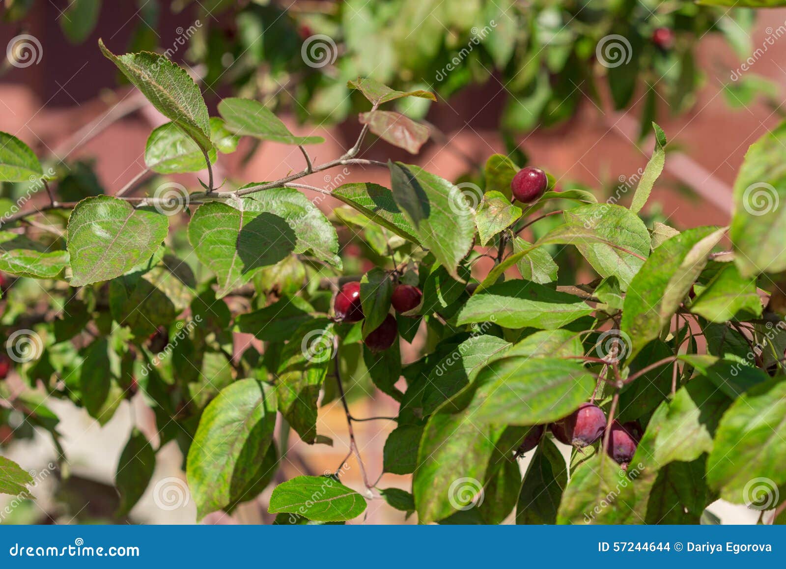 Mini apples tree stock photo. Image of little, fruit - 57244644