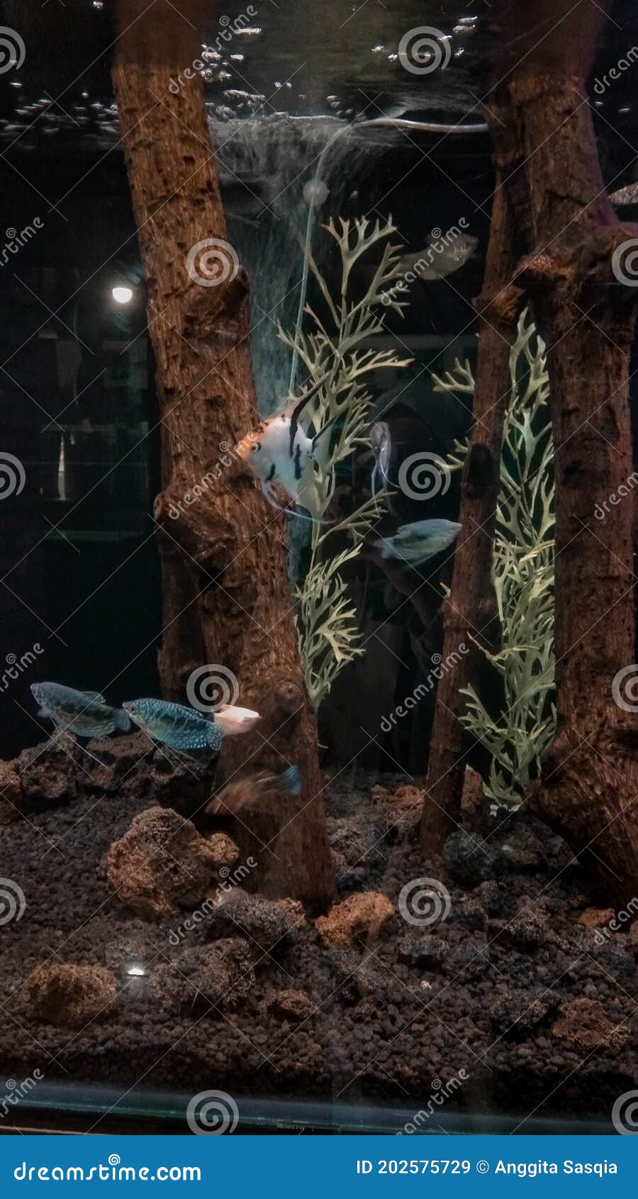 Mini Aquarium Ecosystem Unique Inspiration Stock Image - Image of ...