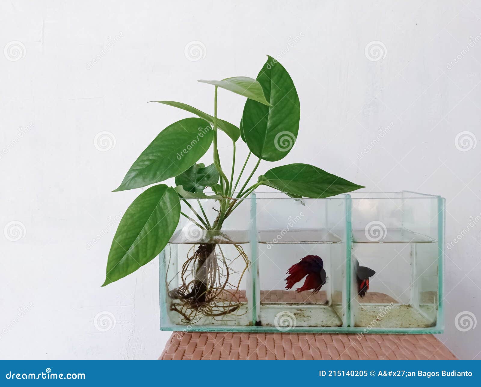 Mini Aquarium with Two Betta Fish Stock Image - Image of produce ...