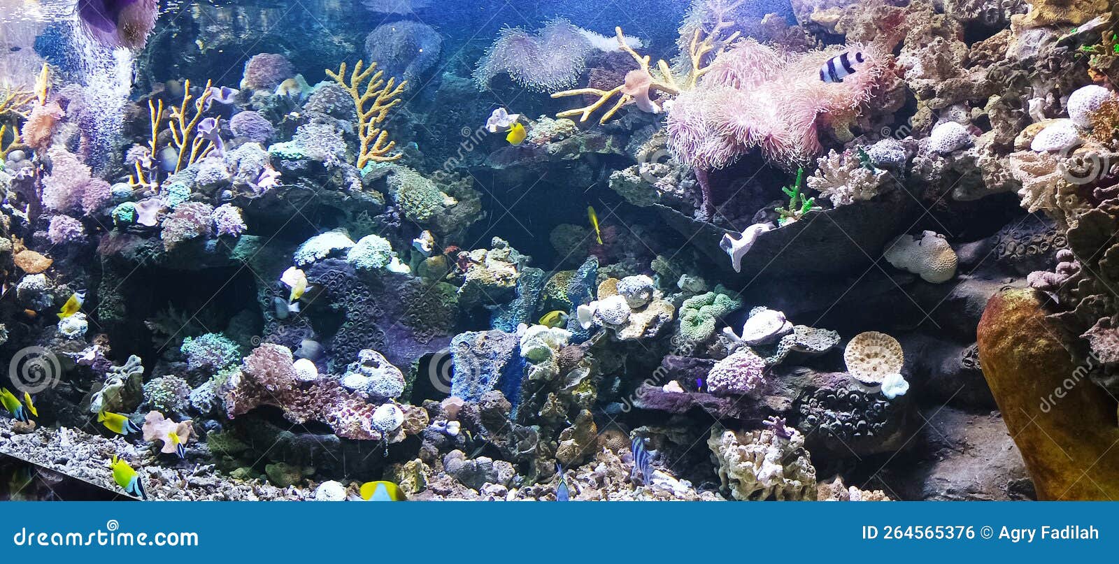 Mini aquatic stock photo. Image of mini, terumbu, animal - 264565376