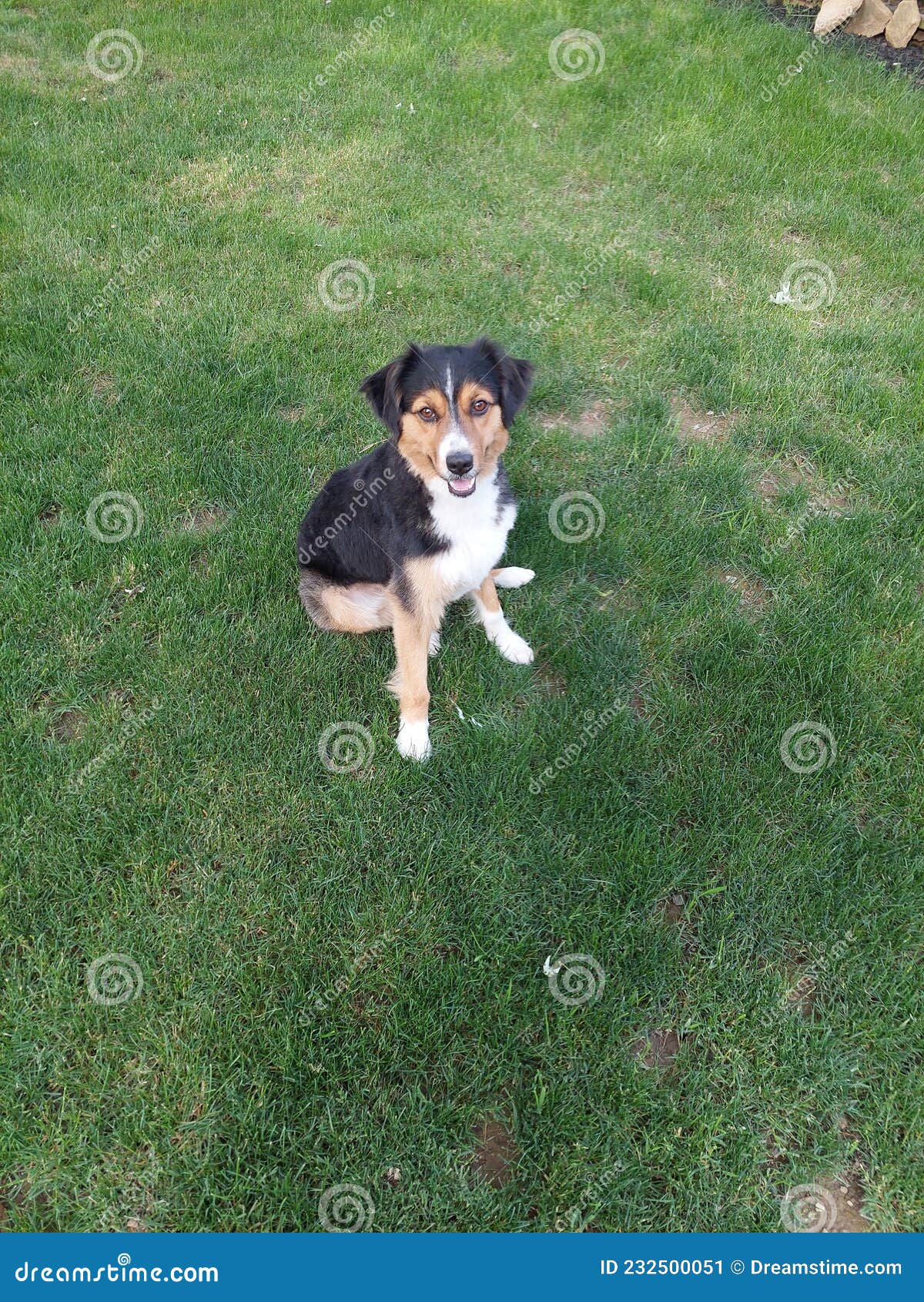 Mini aussie Shepard stock image. Image of green, puppy - 232500051