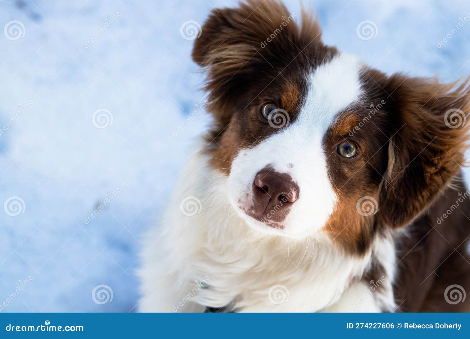 Mini Aussie in the snow stock photo. Image of coloring - 274227606