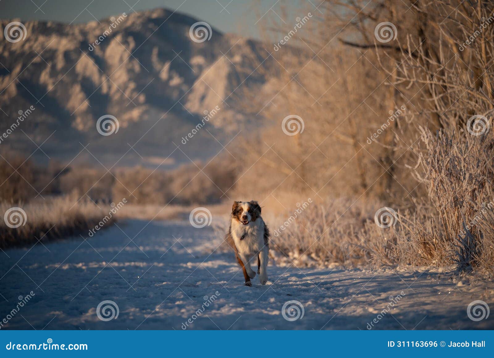 Mini Aussie Sprinting Down a Snowy Trail Stock Photo - Image of snowy ...