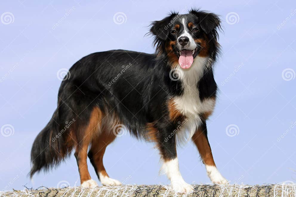 Mini Australian Shepherd Dog Stock Image - Image of behold, curious ...